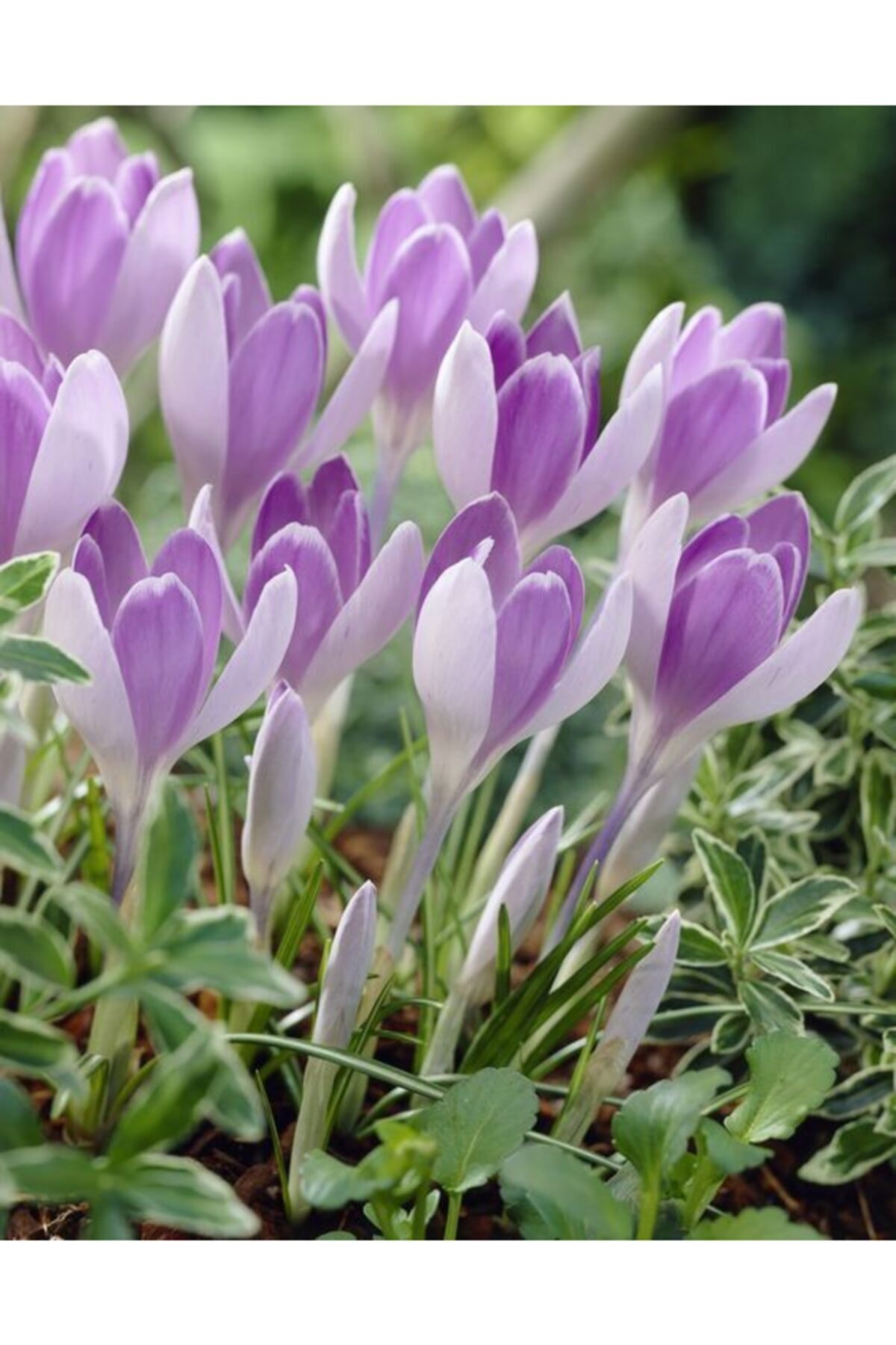 CANBOTANİK 4 Adet Pembe Çiğdem Çiçek Soğanı Fiyatı, Yorumları - Trendyol