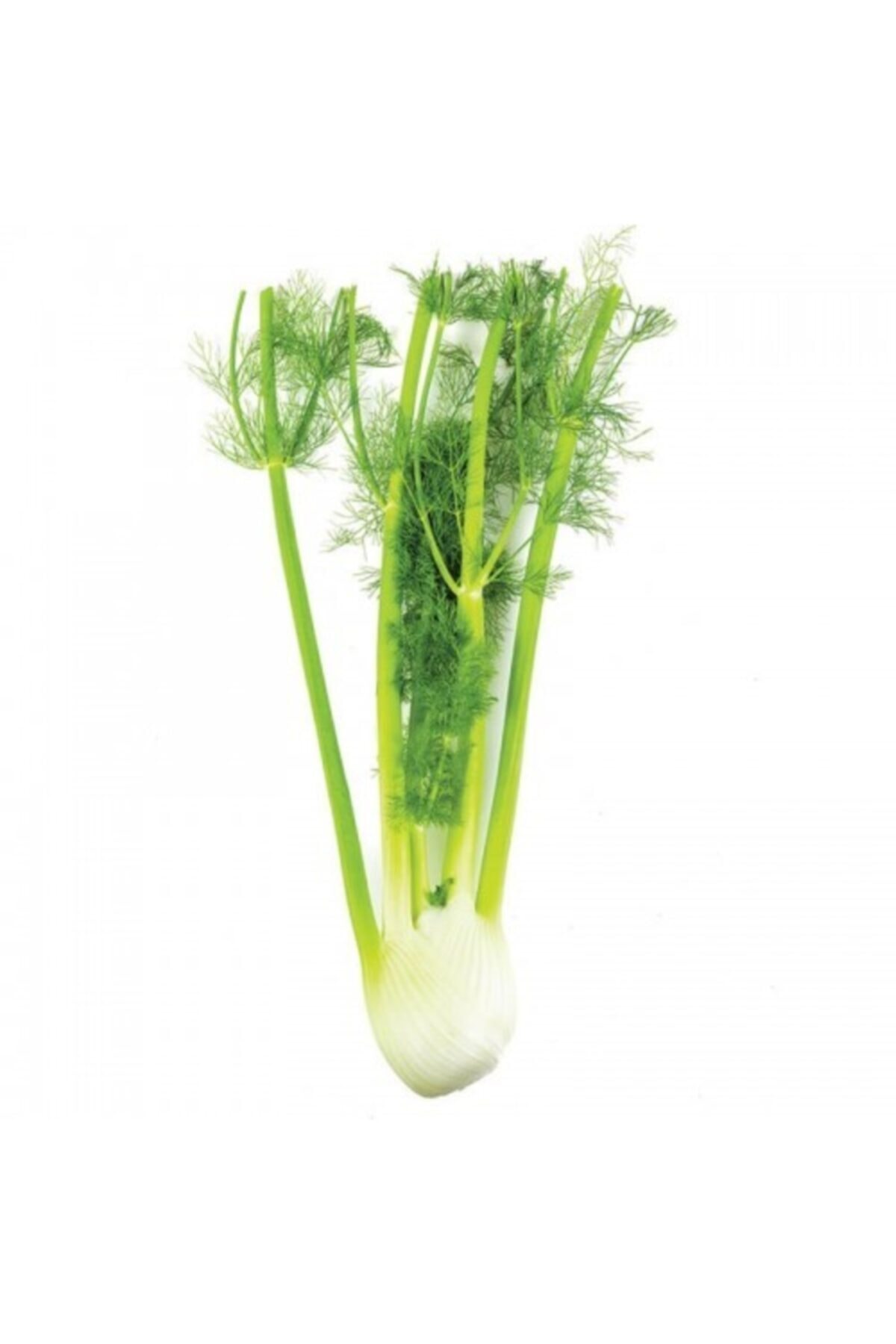 Portakal Çiçeği Doğal Ürünler Arşın Bakla (badıç) Taze Ve Iç Bakla ...