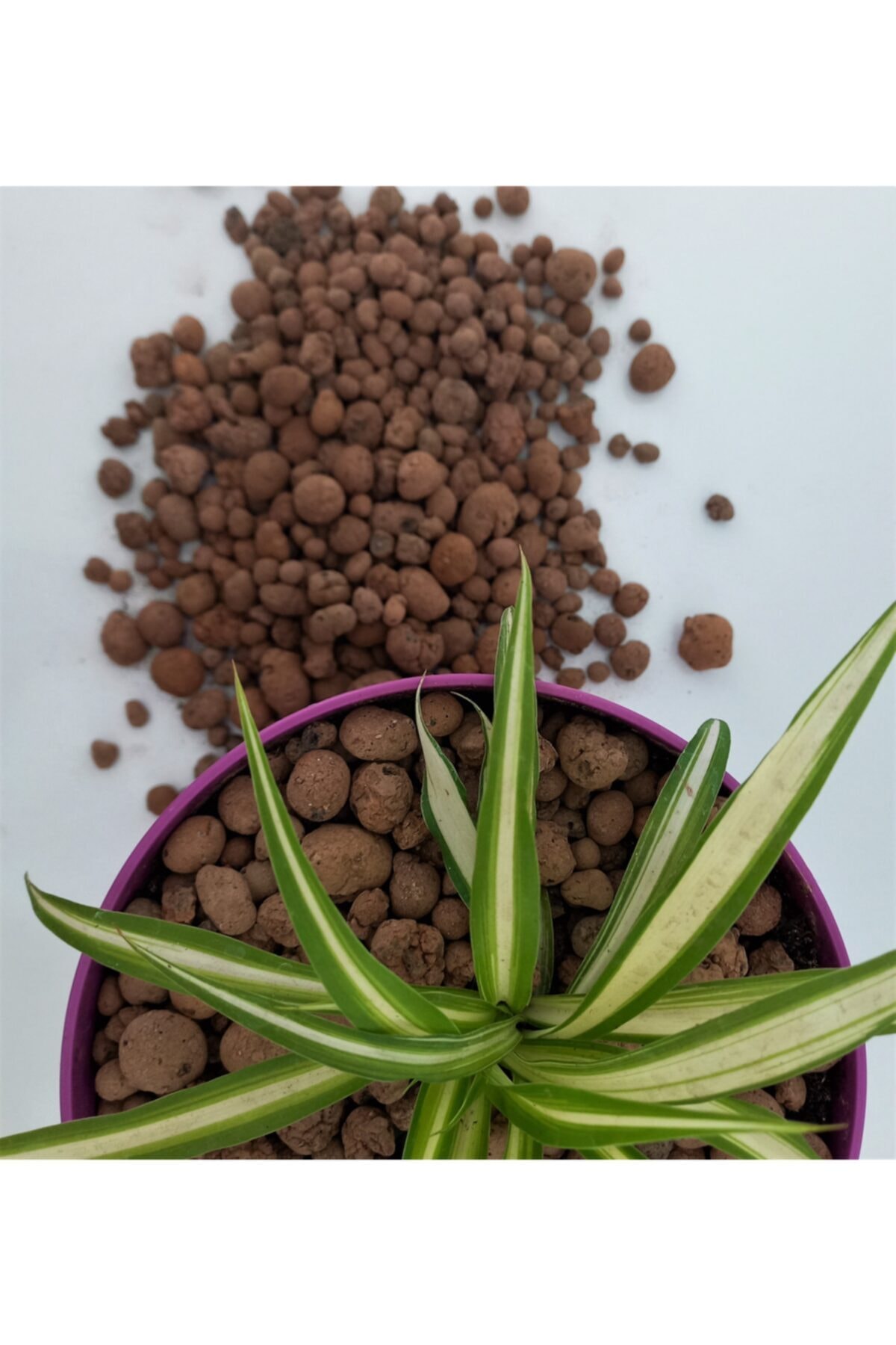 Doğalsan Tarım Kil Bilyesi 1 Lt 8-16 Mm Orkide Yetiştirme Kil Bilyesi ...