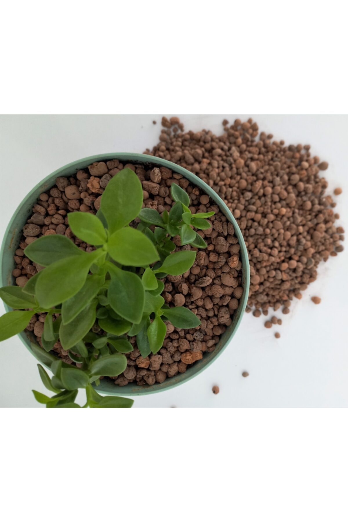 Asenya Kil Bilyesi 1 Lt 3-8 Mm Orkide Yetiştirme Kil Bilyesi Hidroponik ...