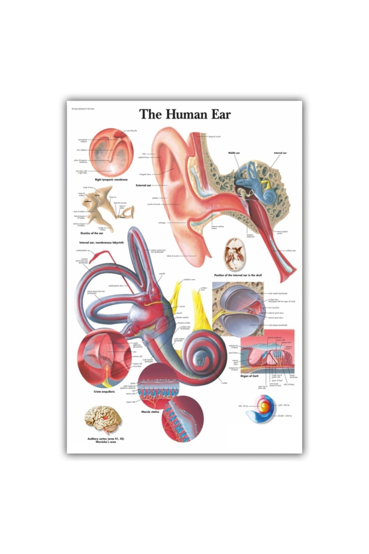Posterica Kulak Anatomisi Retro Kuşe Poster 35x50 cm Özel Kutu - Fiyatı ...