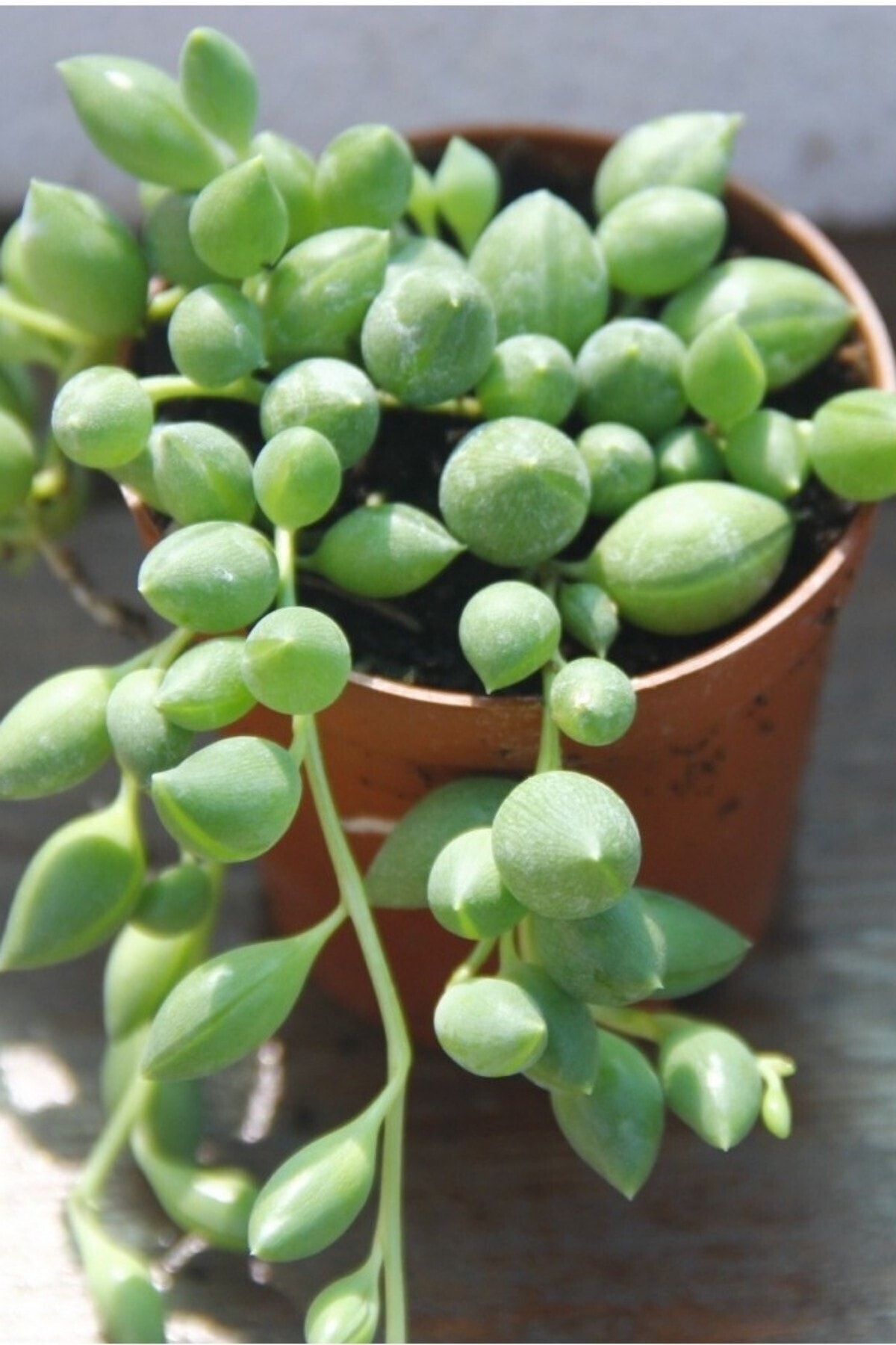 ÇİÇEKFLİX Tespih Çiçeği Boncuk Senecio Mini Boy 5.5cm Fiyatı, Yorumları ...