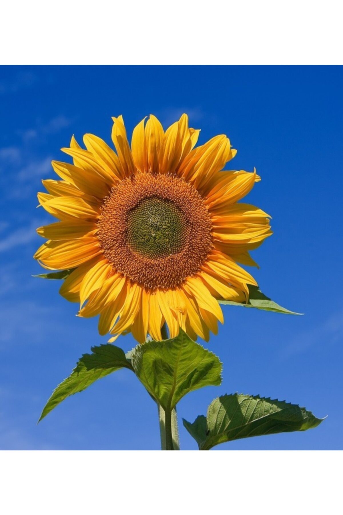 Bizim Mutfak Ülker Ayçiçek Yağı Teneke 4 Ad X 5 L Fiyatı, Yorumları ...