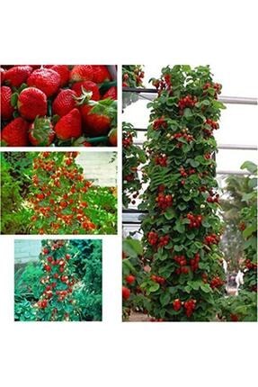 🍓 Albion Çilek Fidesi Al, Bahçeni Şenlendir!