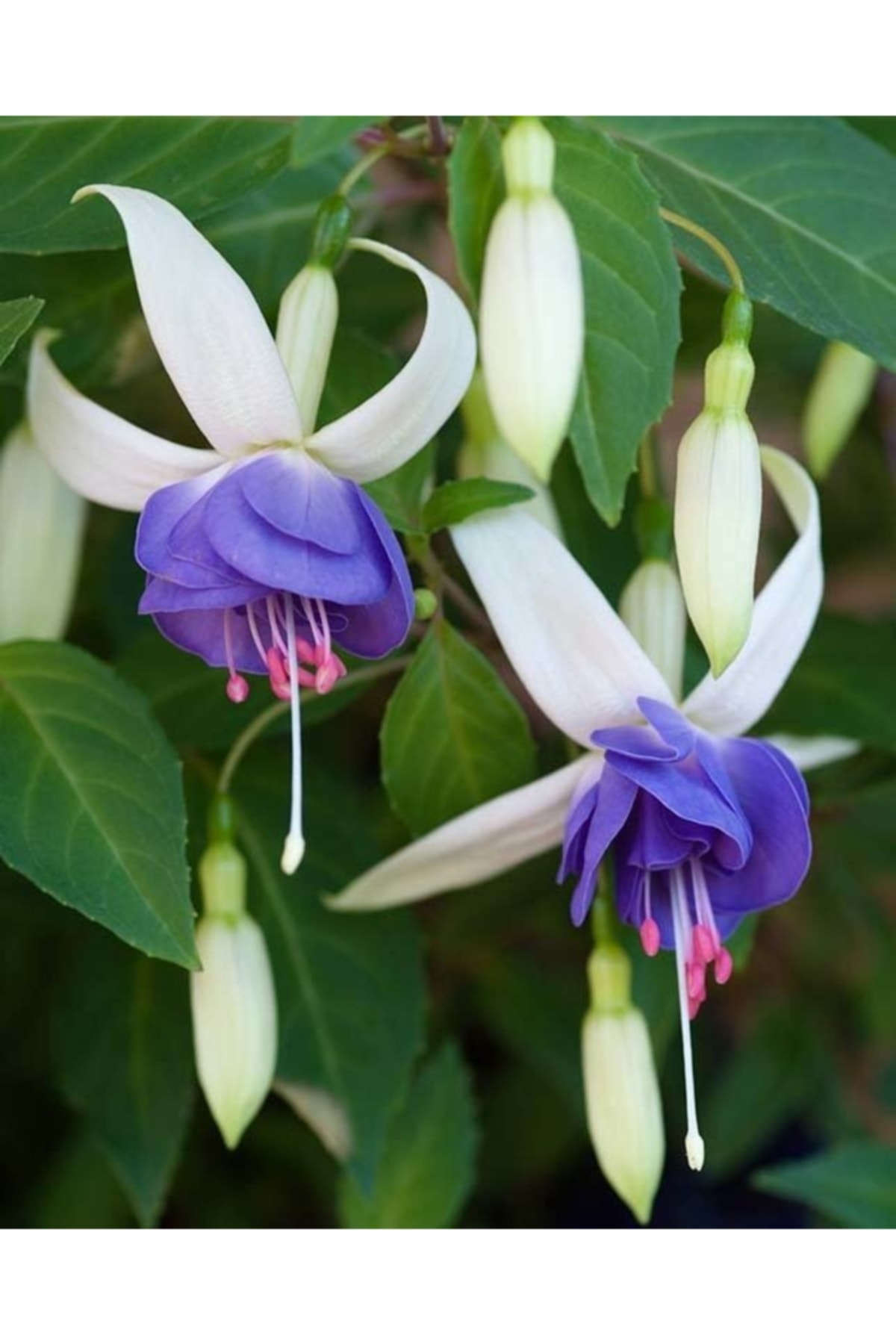 Mutlu Paket Nadir Moody Blues Küpe Çiçeği Fidesi Mini 9'luk Saksıda ...