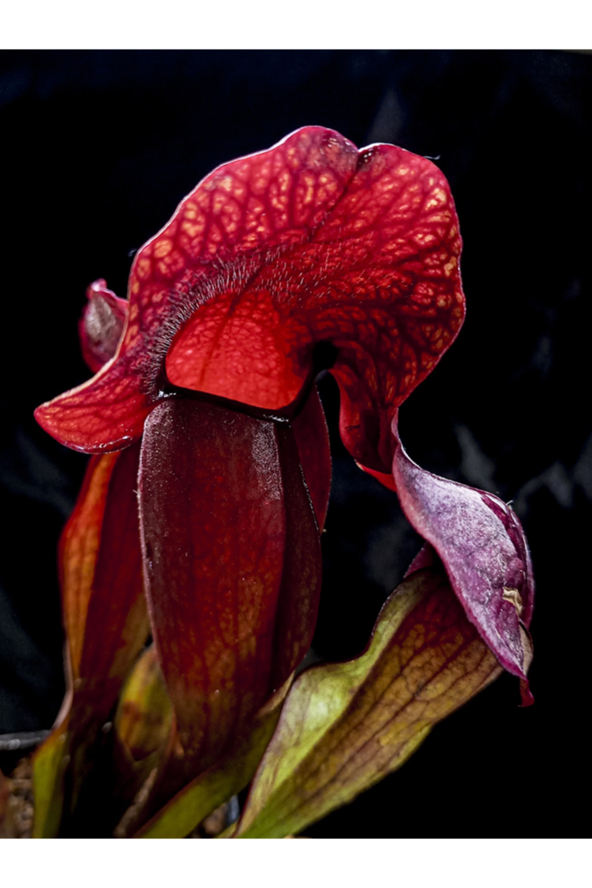 mobuflora Sarracenia Barba Sinek Kapan Etobur Bitki Fiyatı, Yorumları ...