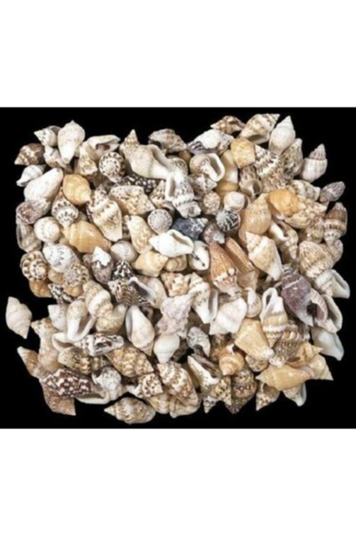 Genel Markalar 100 Adet Natural Minik Deniz Kabukları Nassa Shell ( 1 - 1,5 Cm ) Fiyatı ...