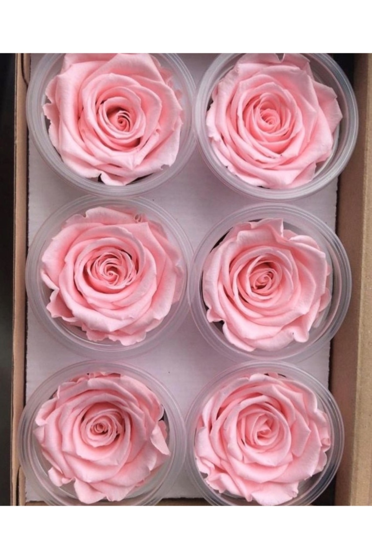 MELT HOME DESİGN 6 Adet Toz Pembe Solmayan Ekvator Gülü Fiyatı ...