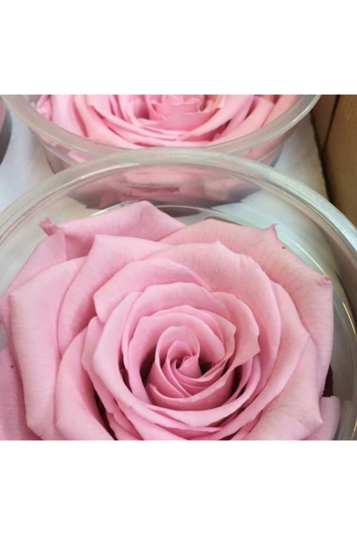 MELT HOME DESİGN 6 Adet Toz Pembe Solmayan Ekvator Gülü Fiyatı ...