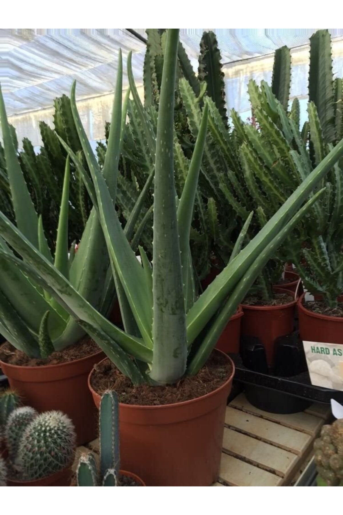 Genel Markalar Aloe Vera Bitkisi Orta Boy Saksılı Jel Için Uygun Fiyatı ...