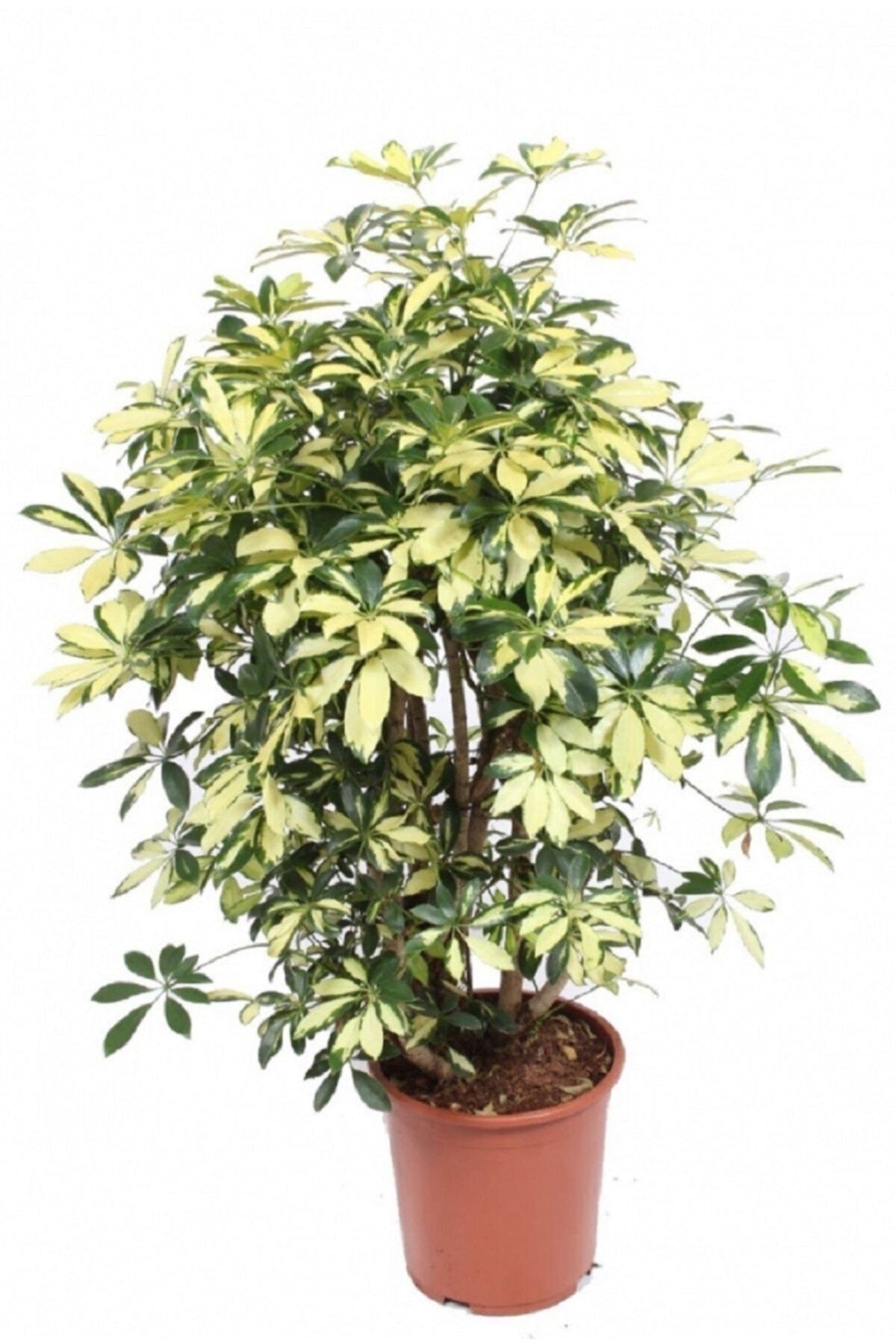 Berceste Peyzaj tasarım Şeflera Bitkisi 80 Cm Schefflera Bitkisi 5 ...