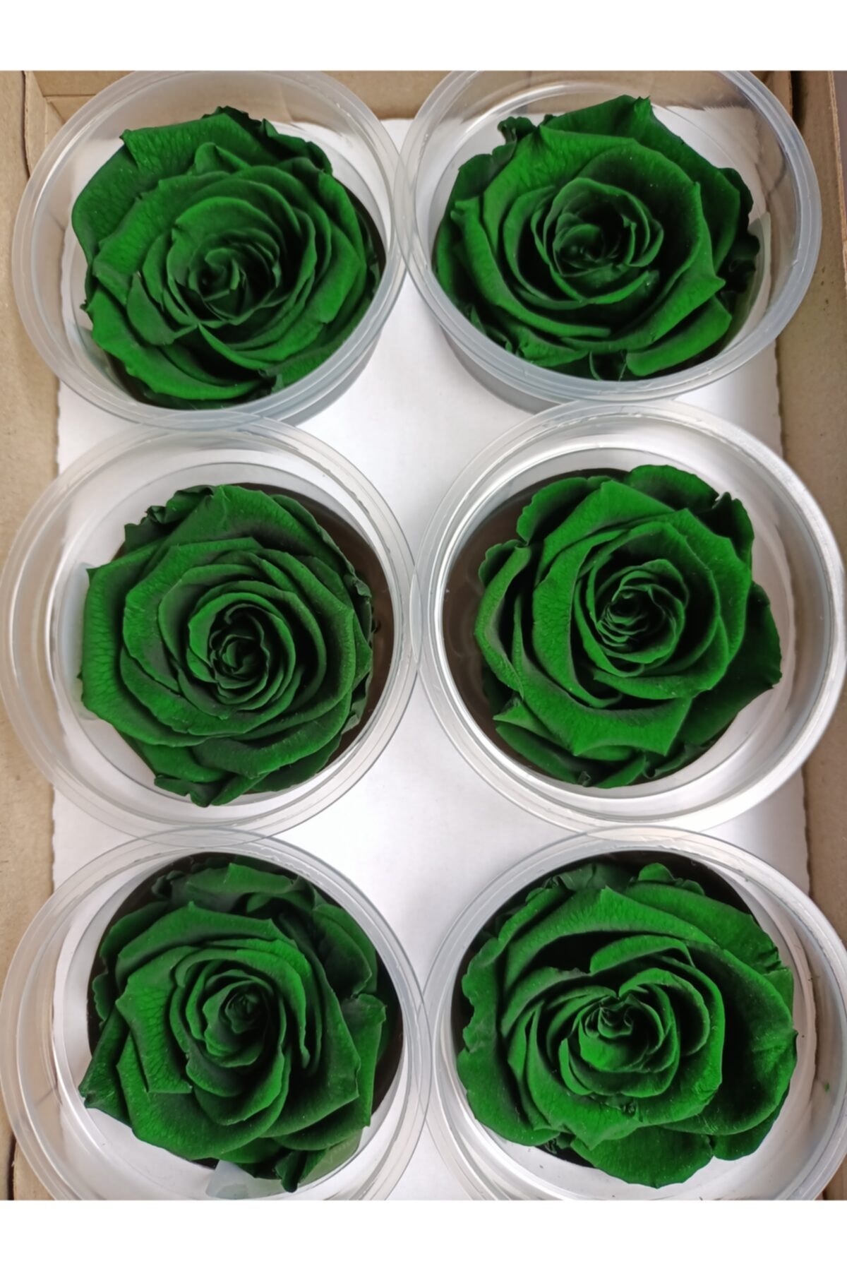 MELT HOME DESİGN Yeşil Solmayan Ekvator Gülü Fiyatı, Yorumları - Trendyol