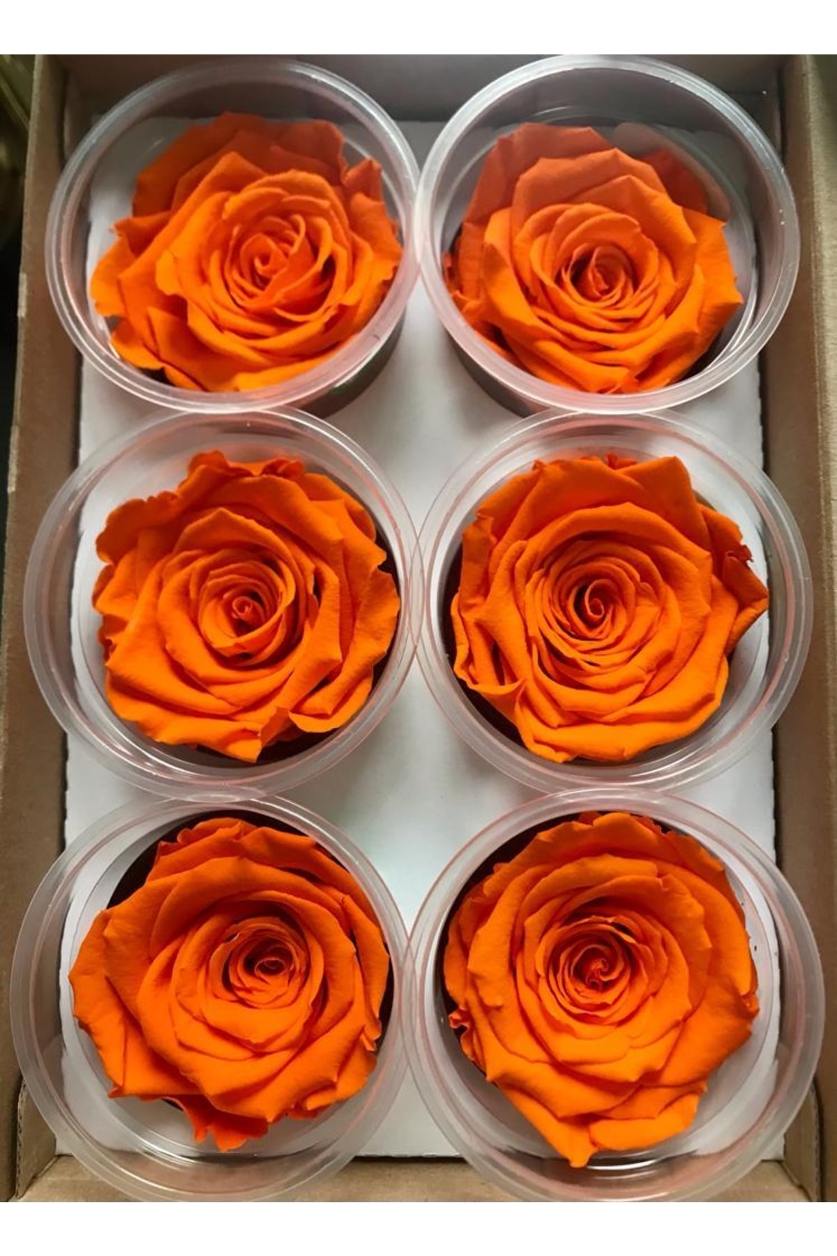 Genel Markalar 6 Adet Turuncu Solmayan Ekvator Gülü Fiyatı, Yorumları ...