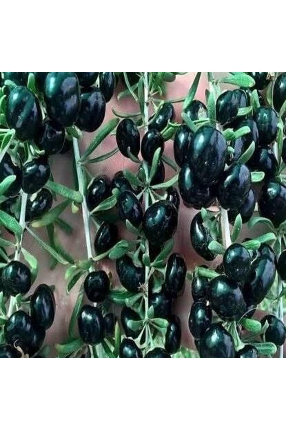 Fidan Şehri Saksıda, Nadir Iri Taneli Siyah Gojiberry Fidanı - Fiyatı ...