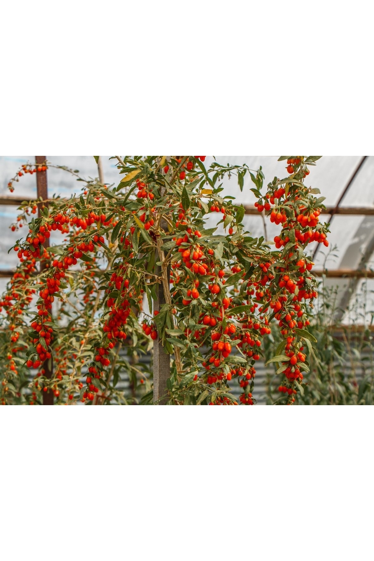 YAYLA TARIM 3 Adet Goji Berry ( Nq7 ) Fidanı Tüplü Aşılı ..12 Aydikim ...