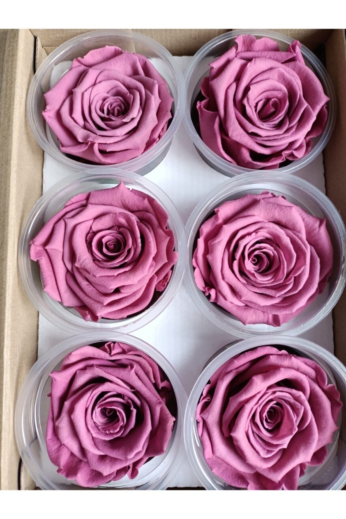 Genel Markalar Pembe Solmayan Ekvator Gülü Fiyatı, Yorumları - Trendyol