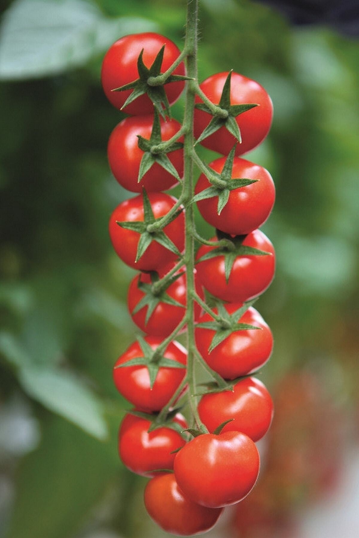 Tohum Dünyam Salkım Cherry Domates Tohumu / 5+ Adet Tohum - Fiyatı ...