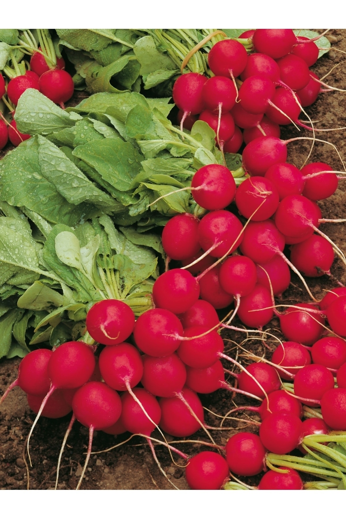 AGRODAL TARIM Ata Tohumu Yerli Doğal Ufak Antep Turpu 100 Ad. Sebze ...