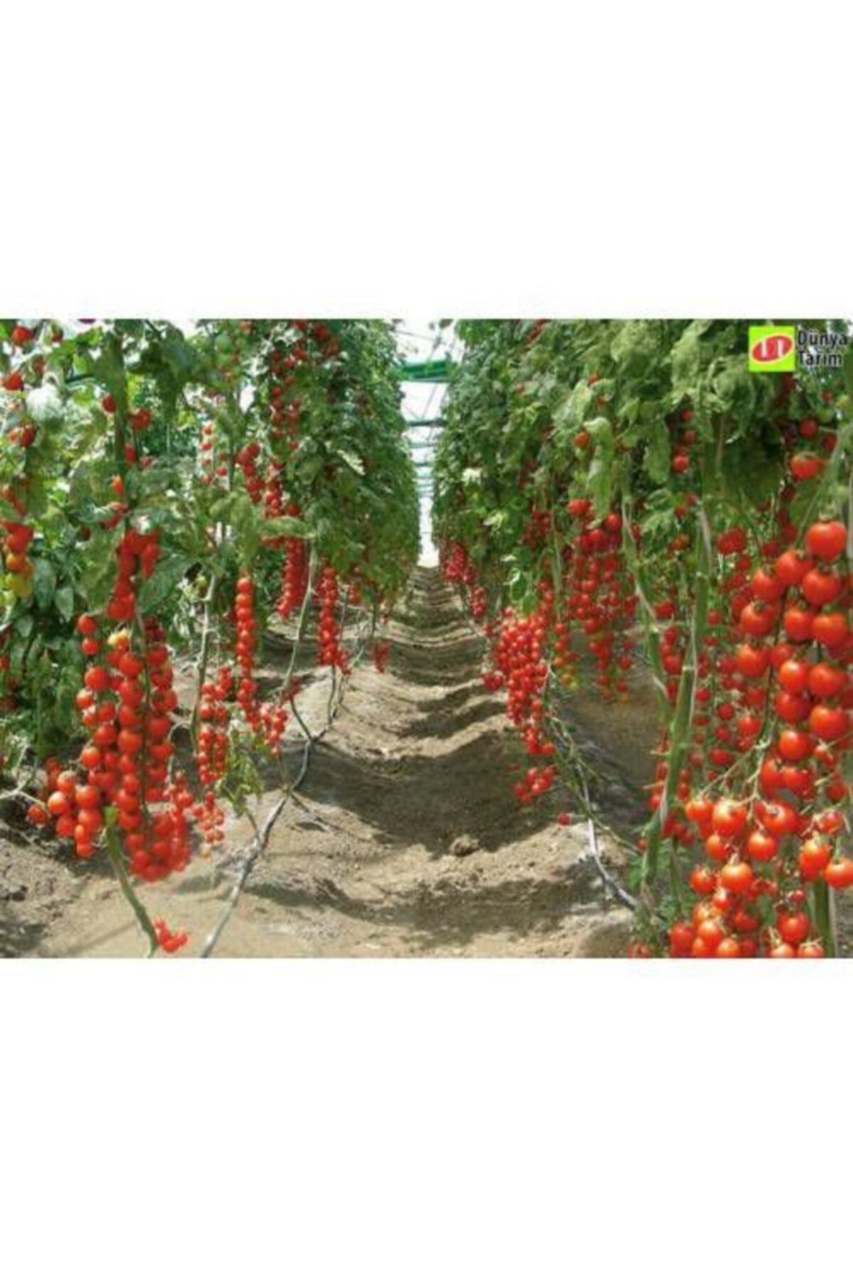 Tohumcumm Sırık Domates Tohumu Domates Tohumu Sırık Domates 10 Adet ...