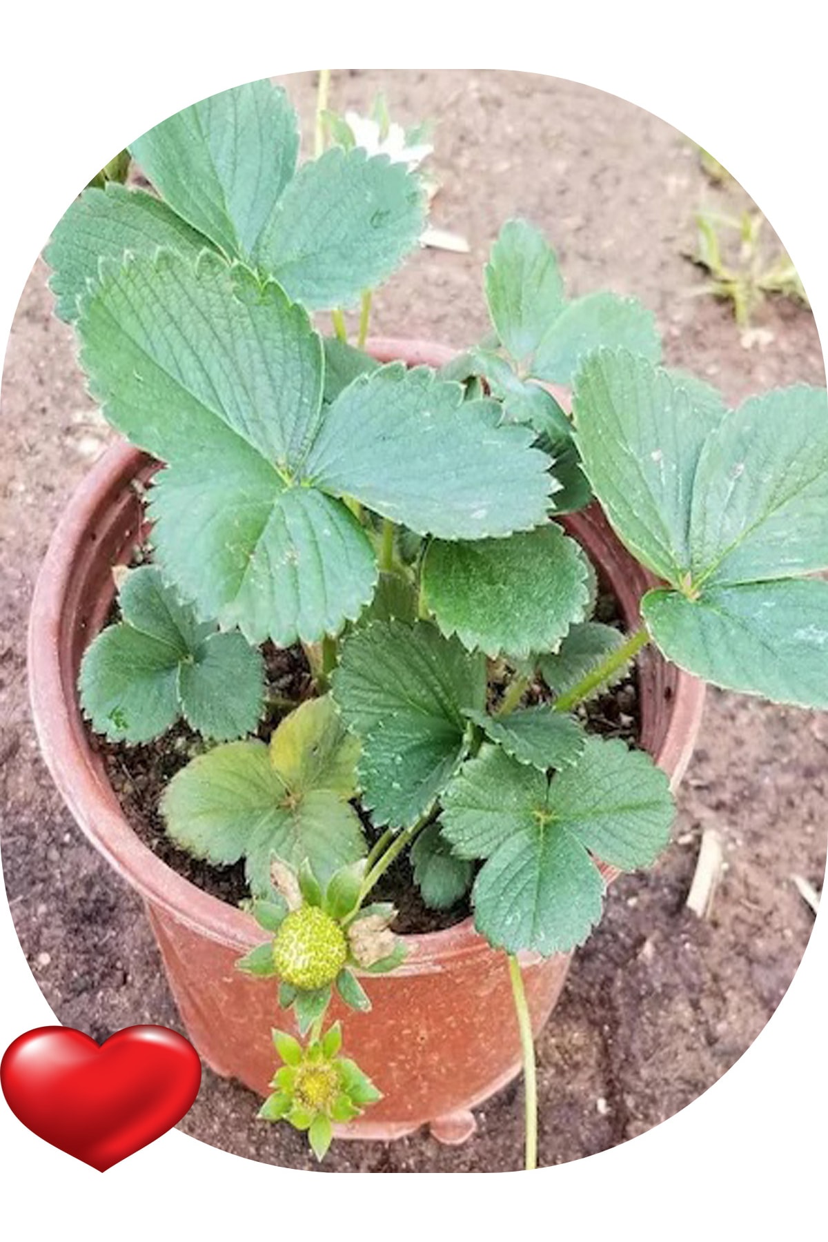 SARI TARIM 5 Adet Tüplü / Saksıda / Viyolde Çilek Fidesi Fidanı ...