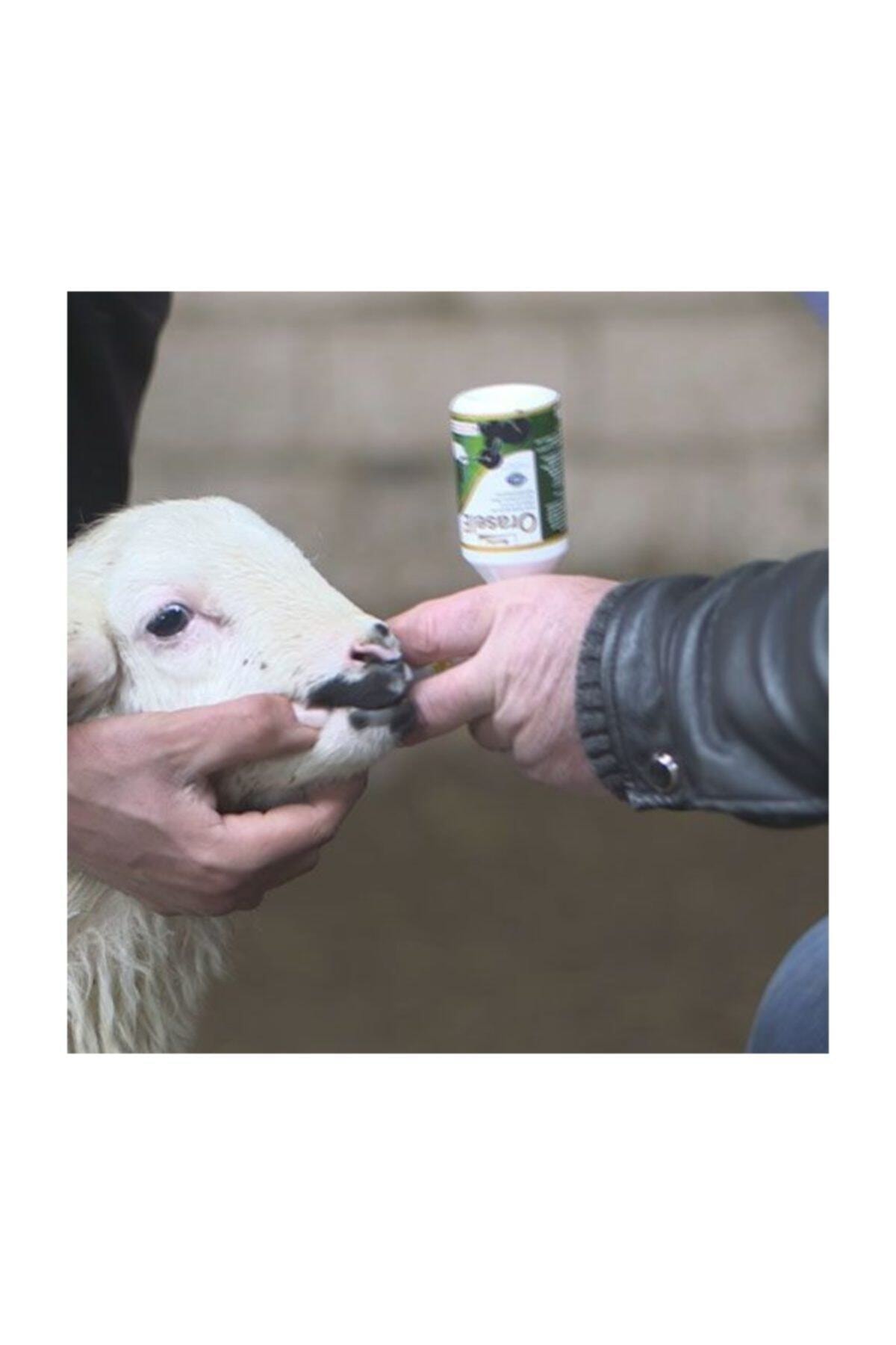 Royal Orasel-e 100 ml A-d-e Vitamin Tamamlayıcı Yem Fiyatı, Yorumları ...