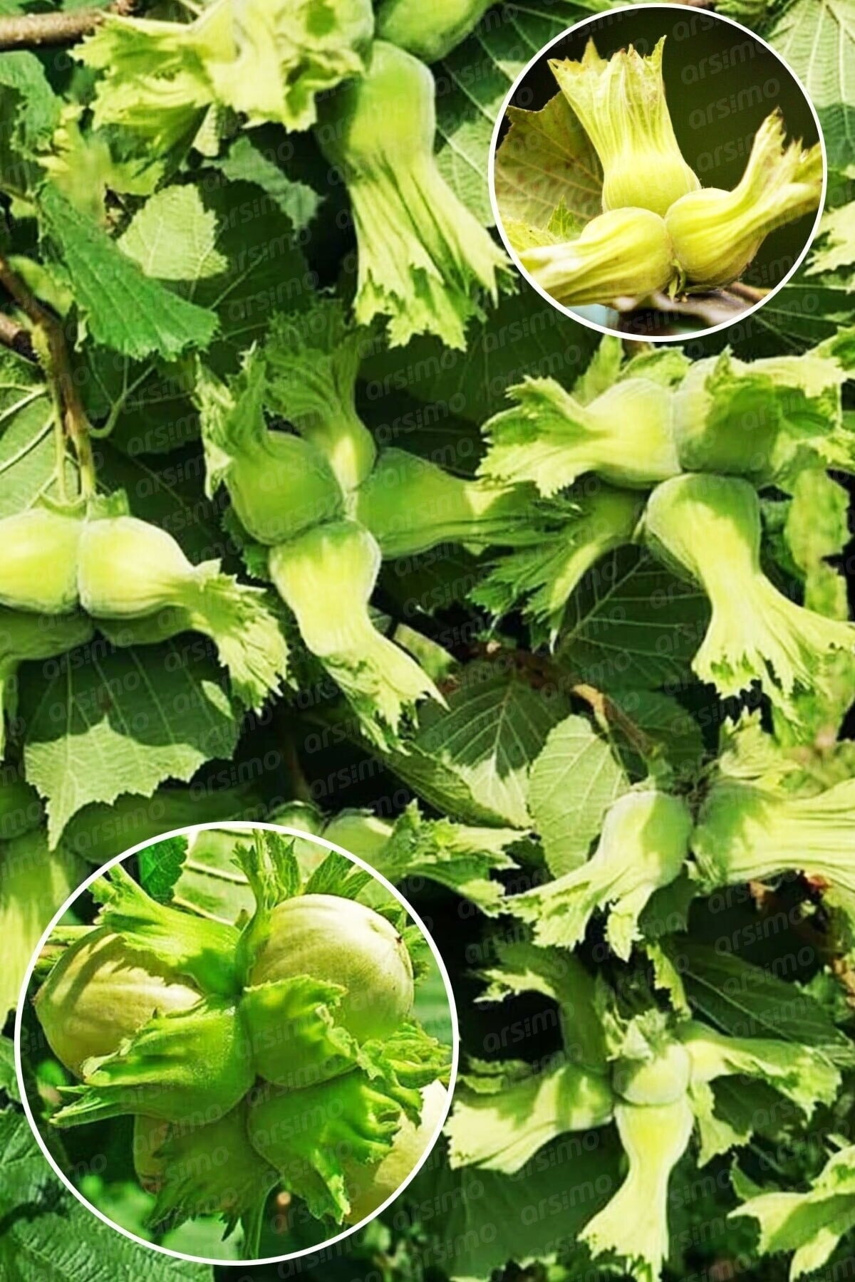 Genel Markalar Taze Fındık - Yeşil Fındık - Yaş Fındık - Ham Fındık ...