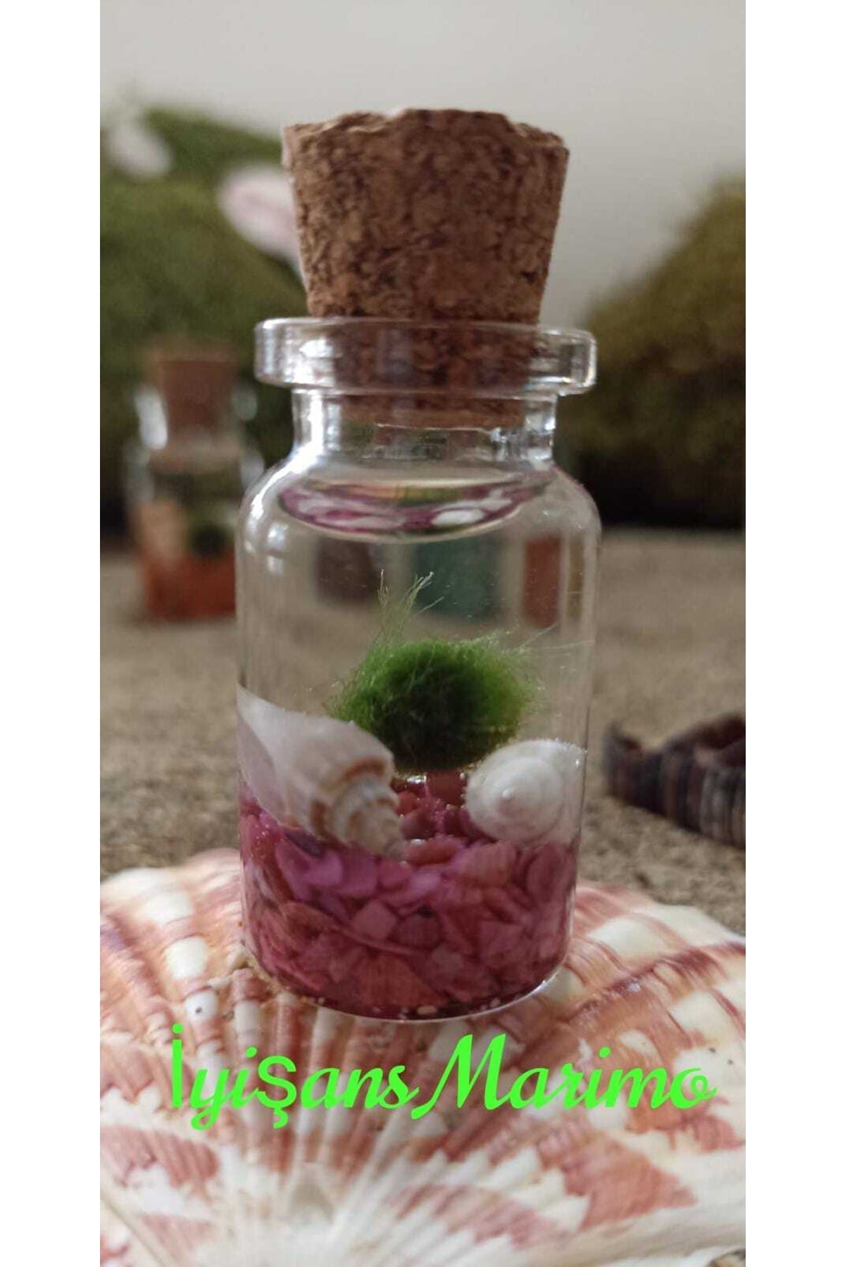 İyişans Marimo Şans Kazandıran Marimo Şans Yosunu Canlı Teraryumu Mossball Mini Pet Terrarium(5 ...