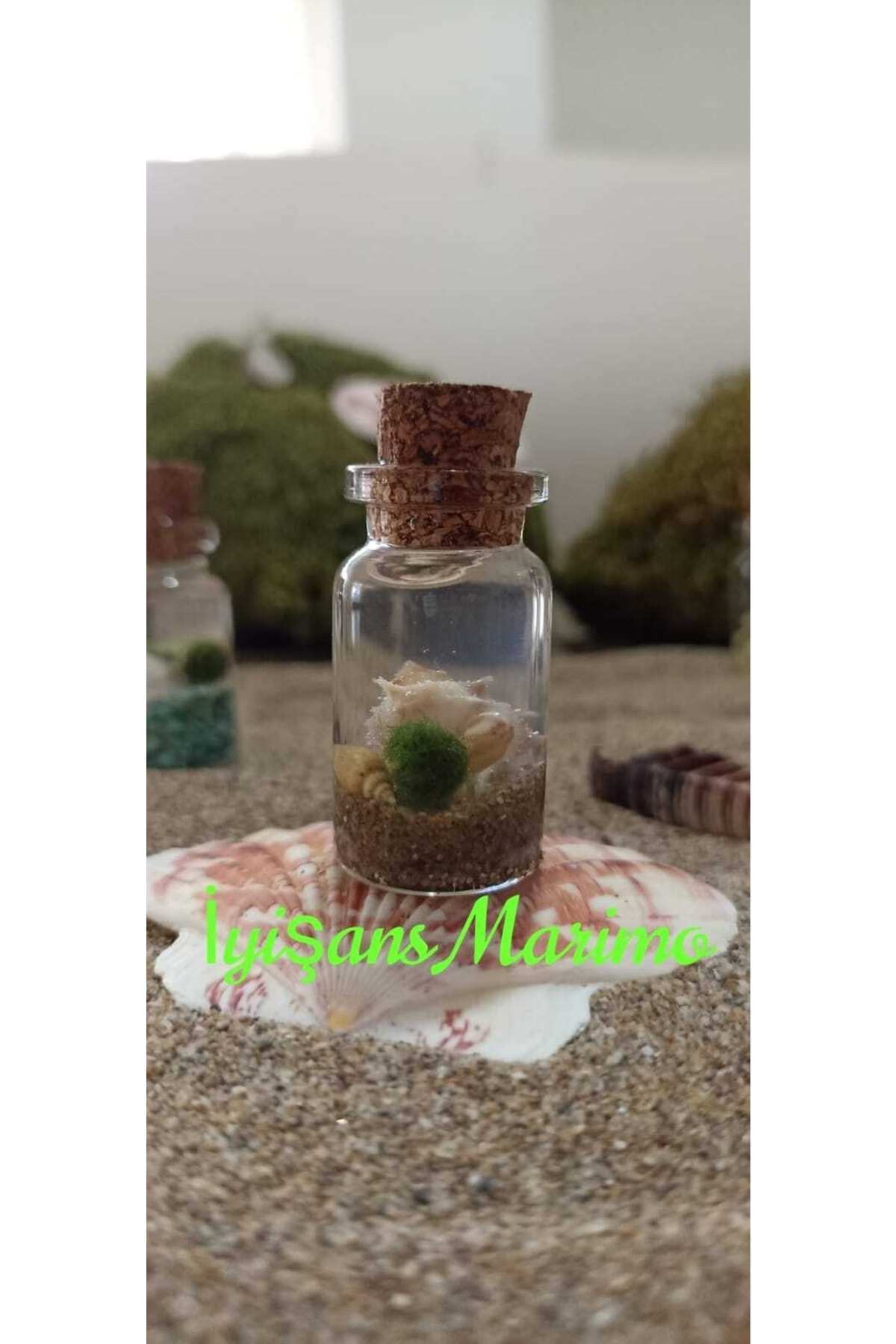 İyişans Marimo Şans Kazandıran Marimo Şans Yosunu Canlı Teraryumu ...