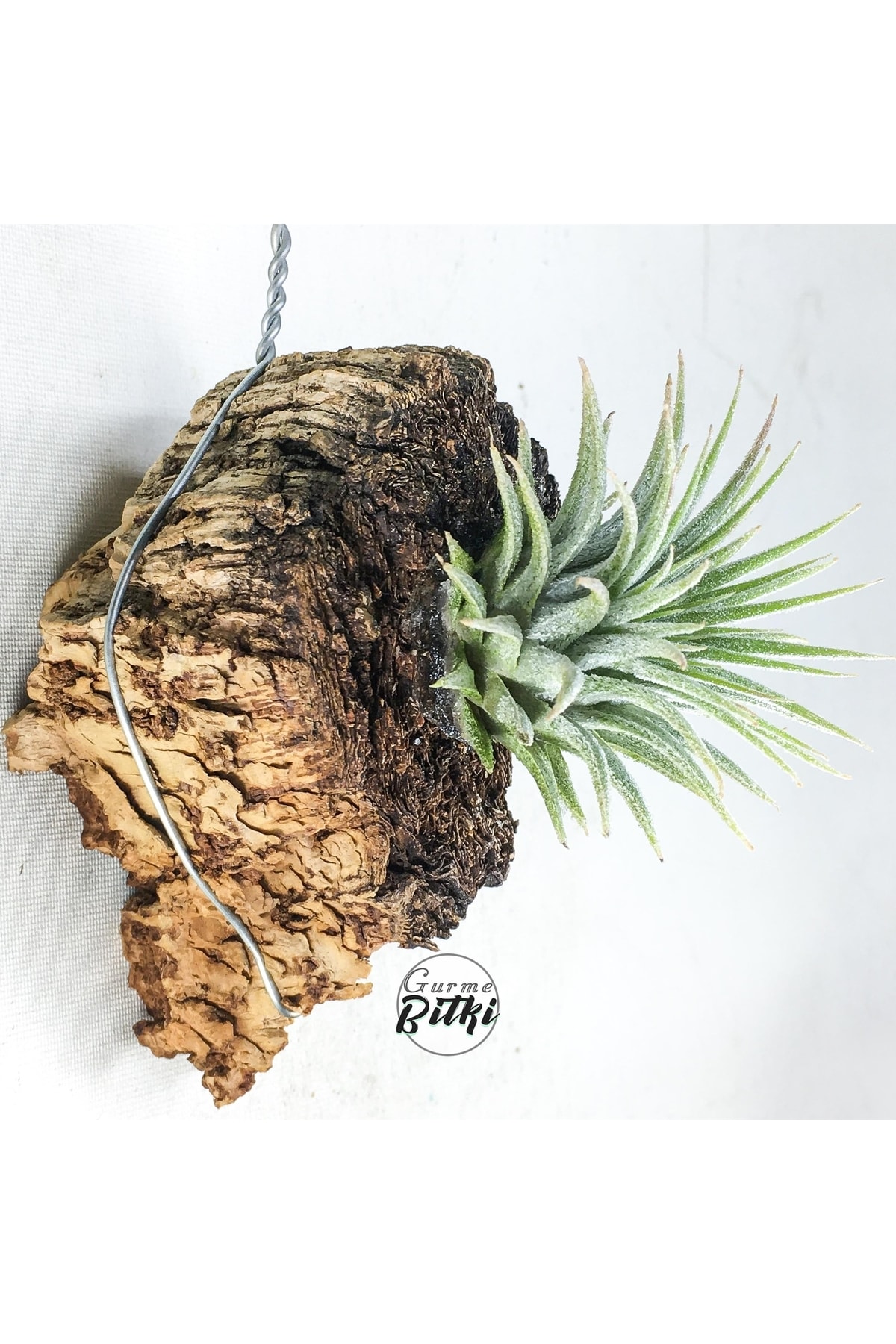 Gurme Bitki Tillandsia Ionantha Mantar Kabuk Monte - Duvar Askılı Hava ...