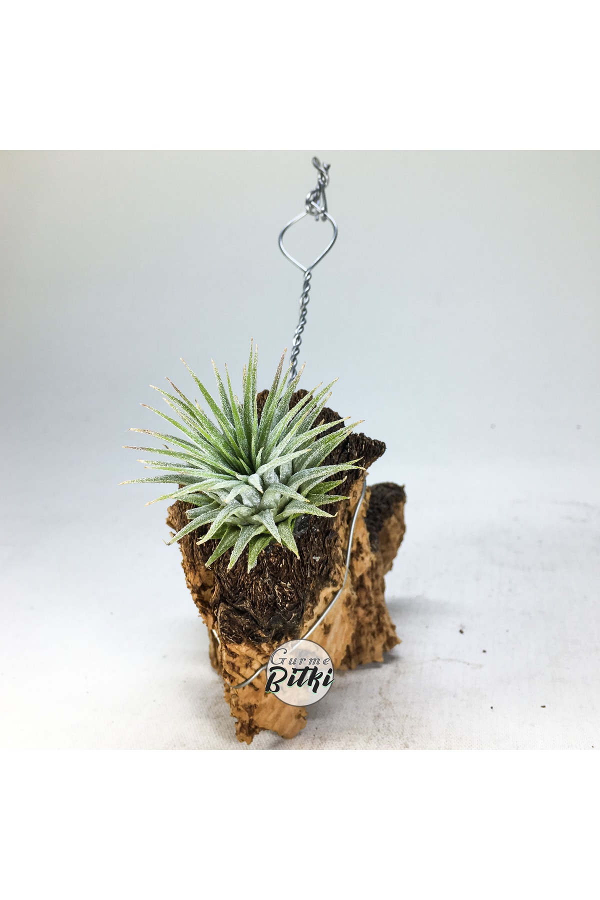 Gurme Bitki Tillandsia Ionantha Mantar Kabuk Monte - Duvar Askılı Hava ...