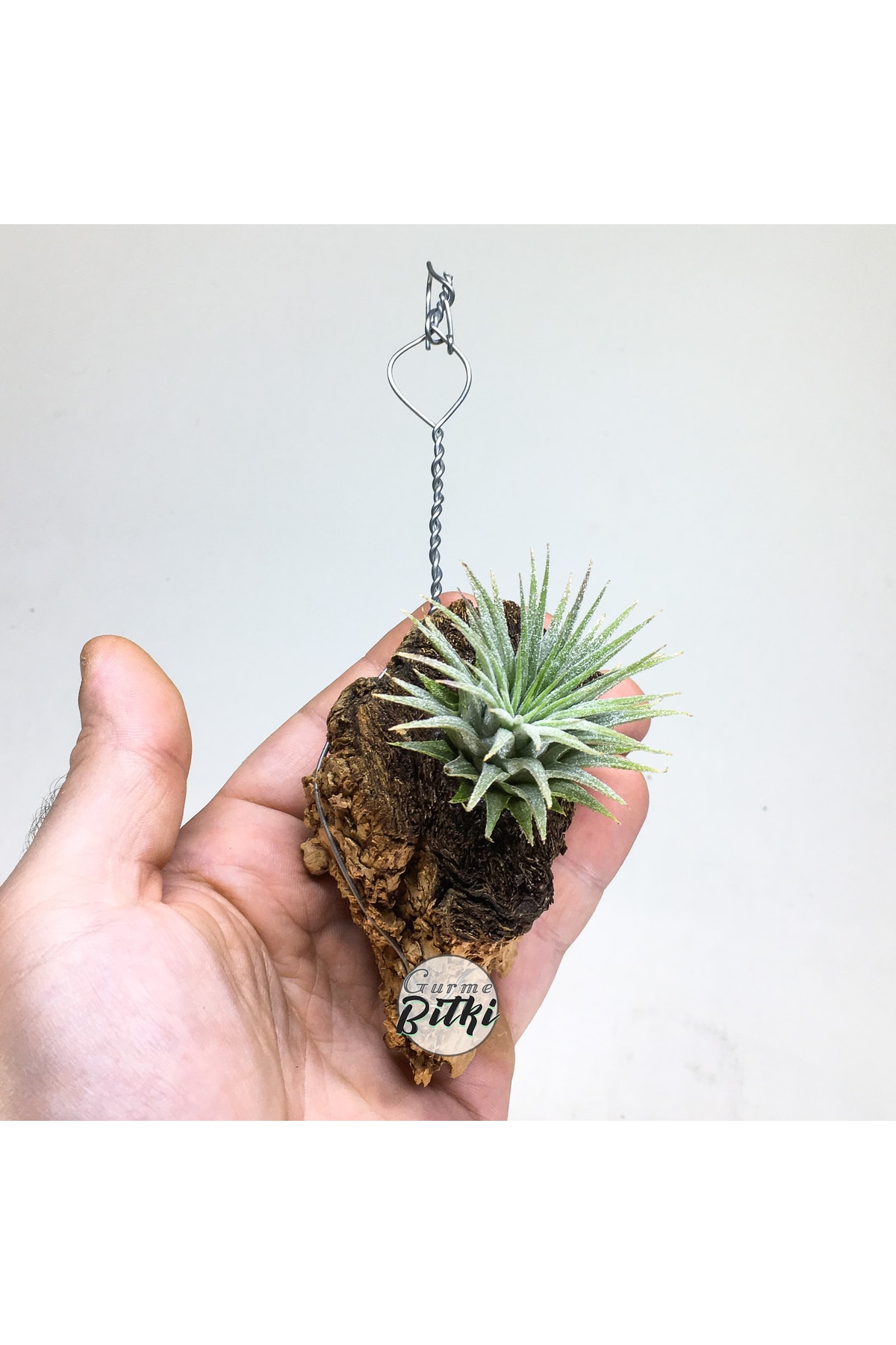 Gurme Bitki Tillandsia Ionantha Mantar Kabuk Monte - Duvar Askılı Hava ...