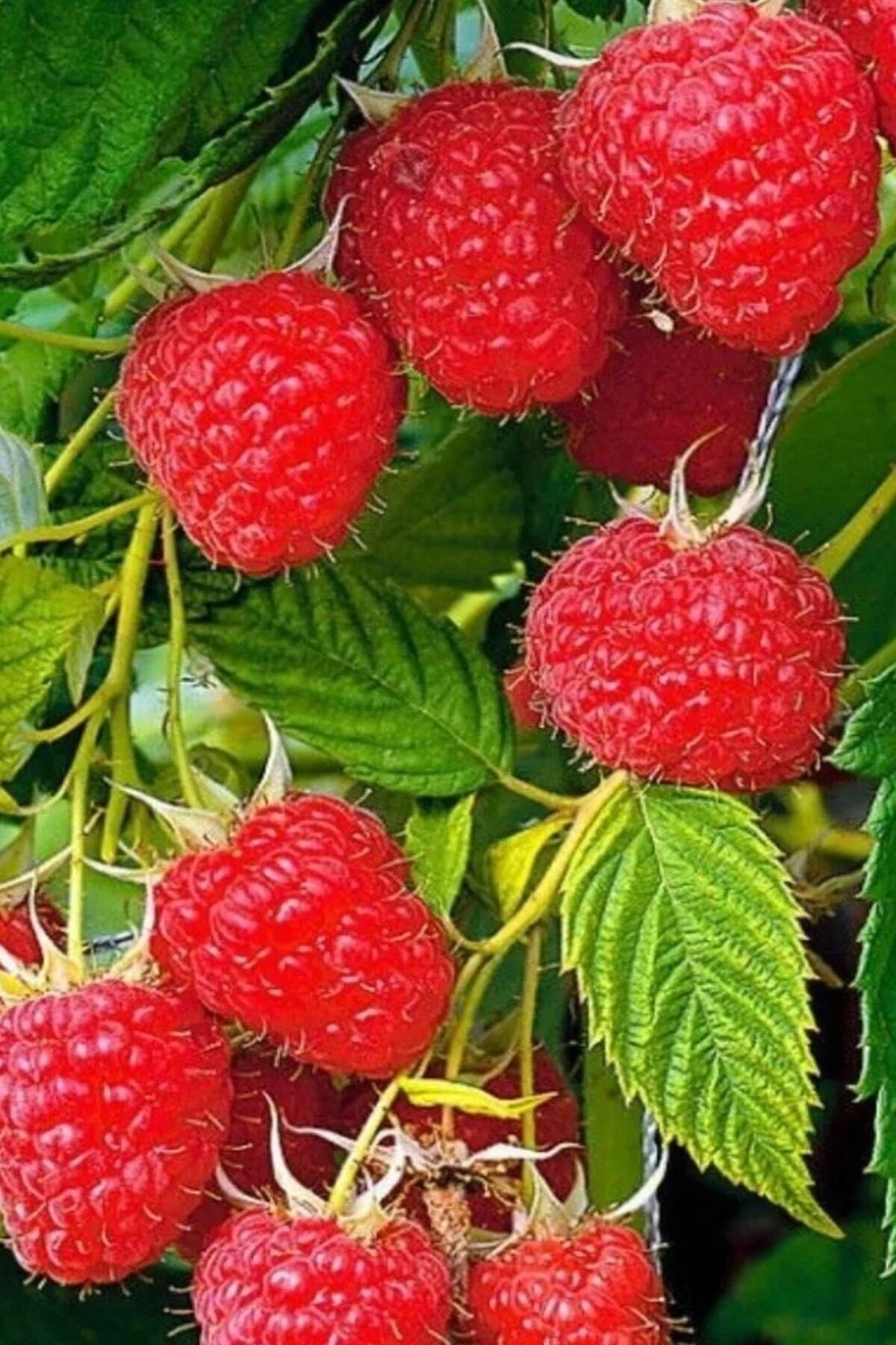 Tohum Dünyam Frambuaz, Kırmızı Ahududu Tohumu / 10 Adet Tohum Fiyatı ...