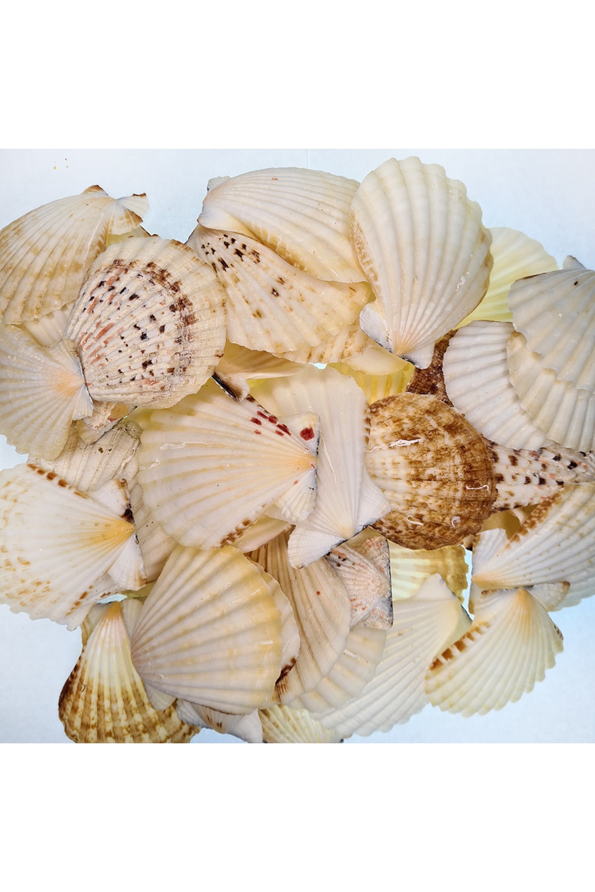 evinizdeki okyanus esintisi turkuaz hediyelik Gerçek Deniz Kabuğu 100 ...