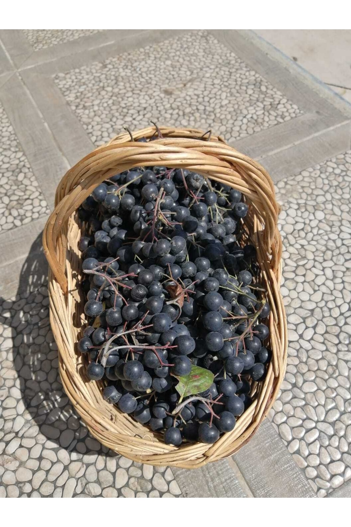 Safaronya Yaş Aronya Meyvesi 1 Kg Fiyatı, Yorumları - Trendyol