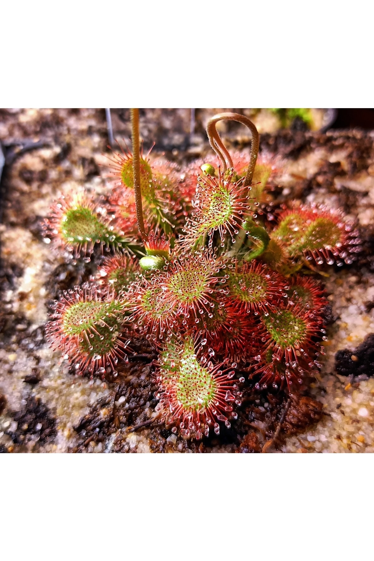 mobuflora Drosera Tokaiensis Güneş Gülü Etobur Bitki Saksıda Dikili ...