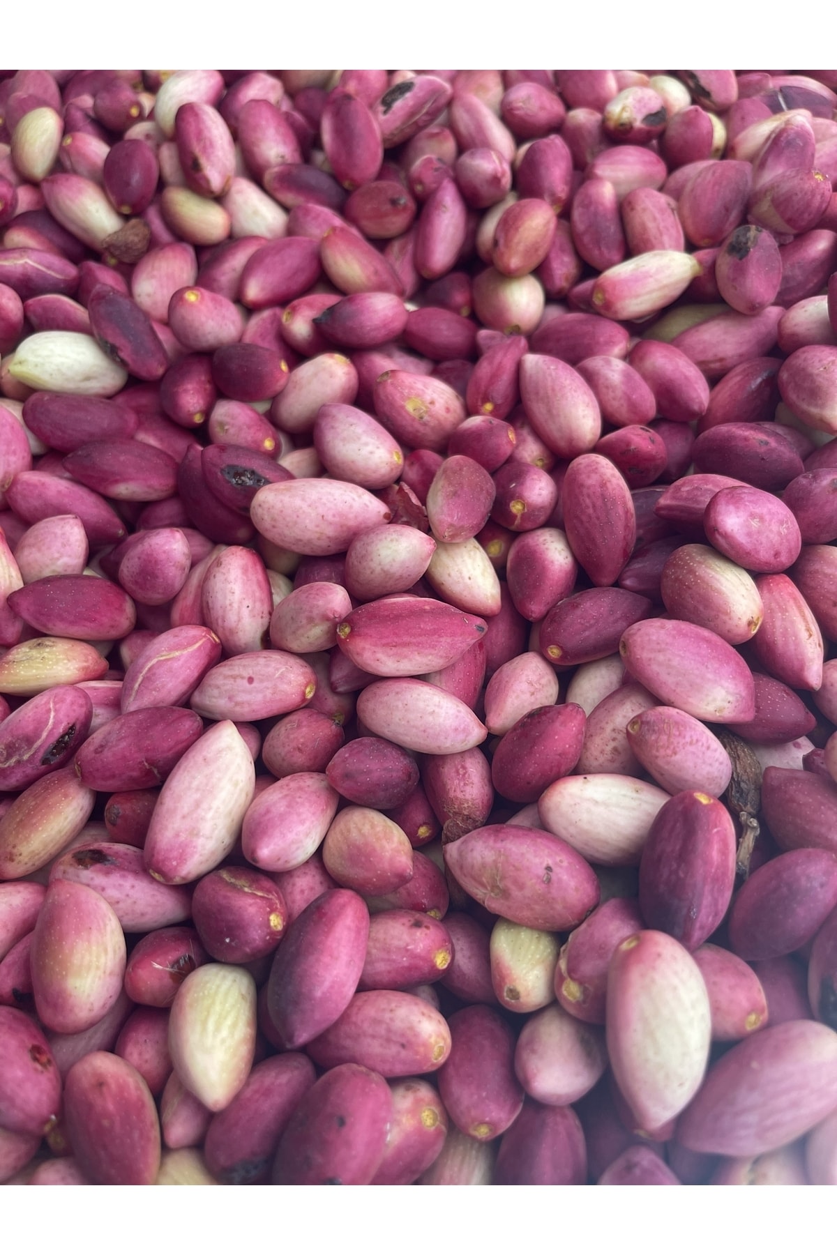 FISTIK AĞACI Taze Antep Fıstığı 1 kg - Fiyatı, Yorumları