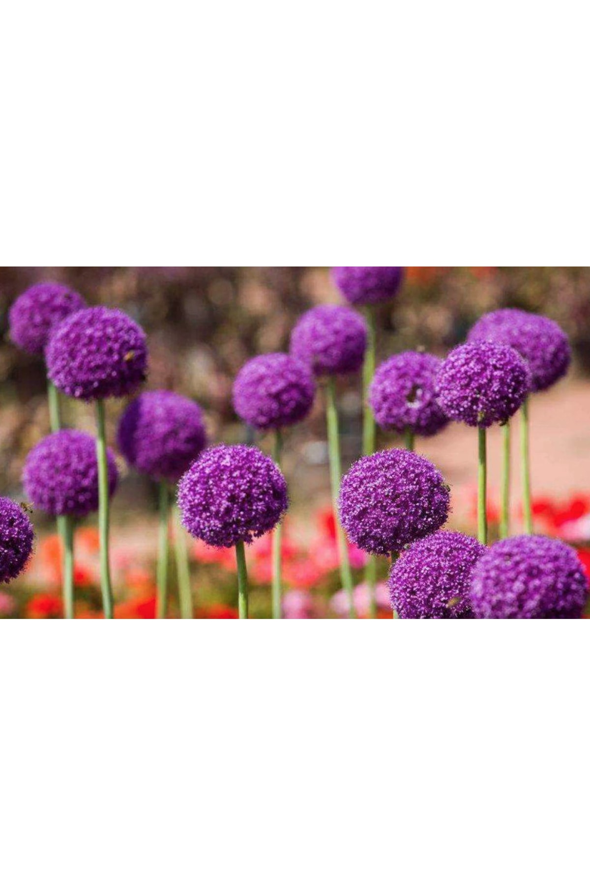 Tohum Dünyam 20 Adet Giant Ball Onion Allium Christophii Huge Hardy ...