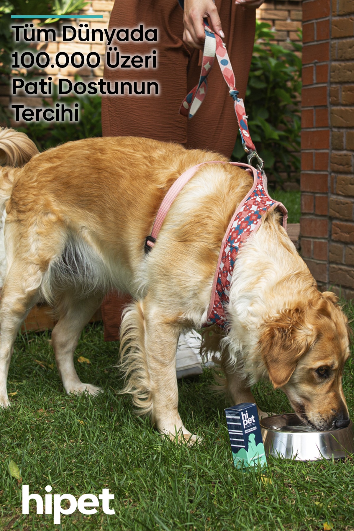 HiPet Sıvı Probiyotik Köpek Probiyotik 50 ml - Fiyatı, Yorumları