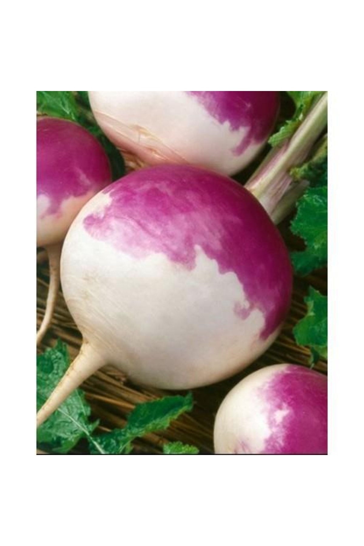 Karahasanoğlu Tarım Yerli Ata Tohumu Şalgam Turp 100 Adet Fiyatı ...