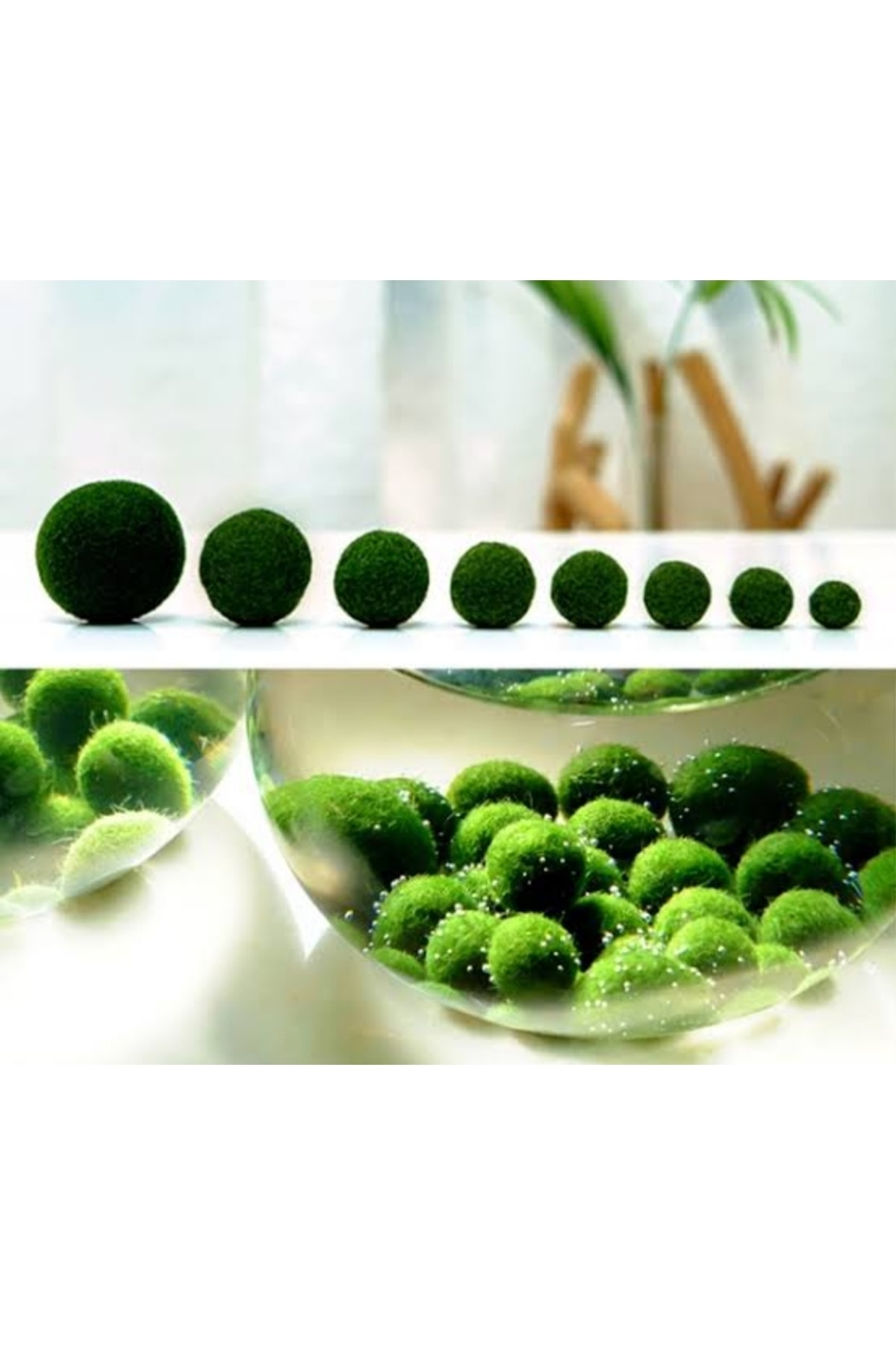 Marimo Scape Marimo Mossball Yosun Topu 3-4 Cm Fiyatı, Yorumları - Trendyol