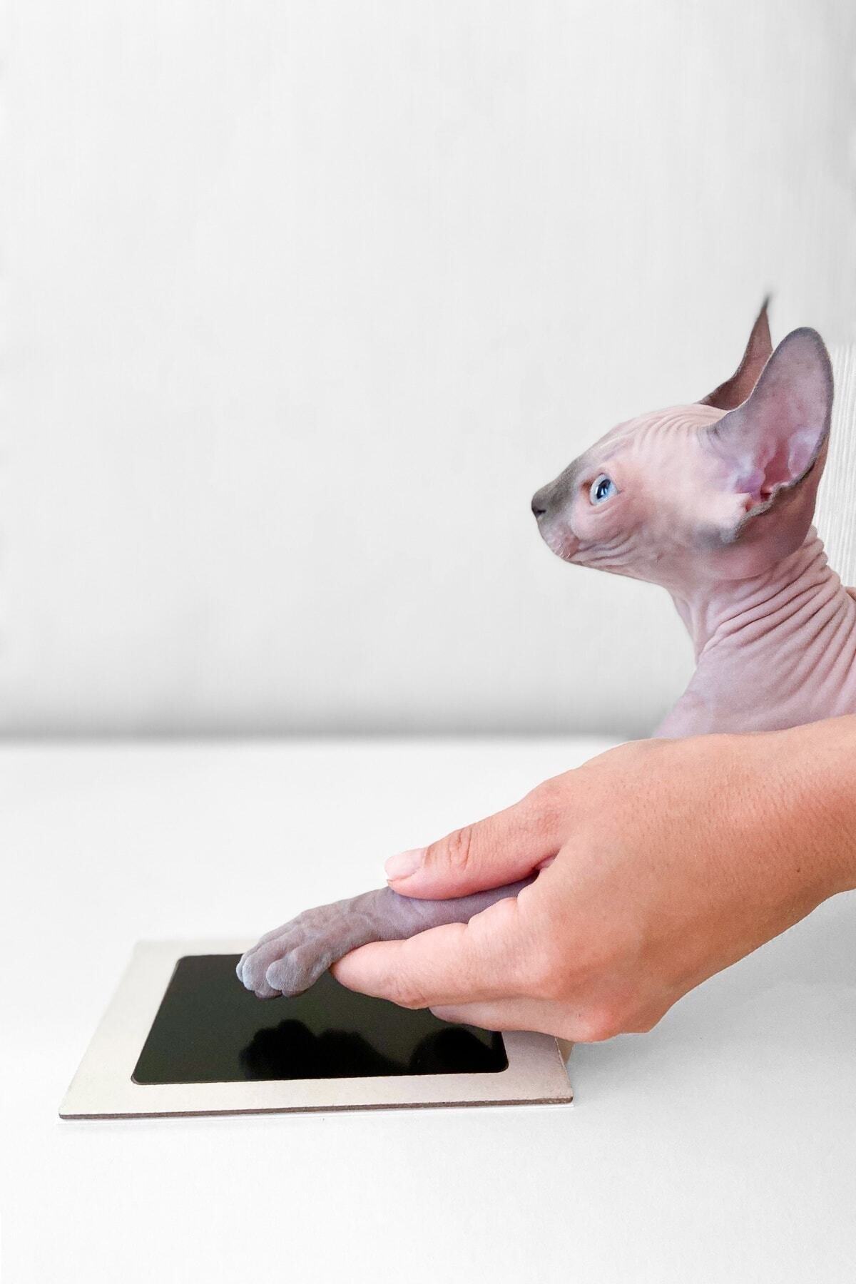 Fufizu Evcil Hayvan Pati İzi Seti Mürekkepsiz Baskı Kiti Fiyatı ...