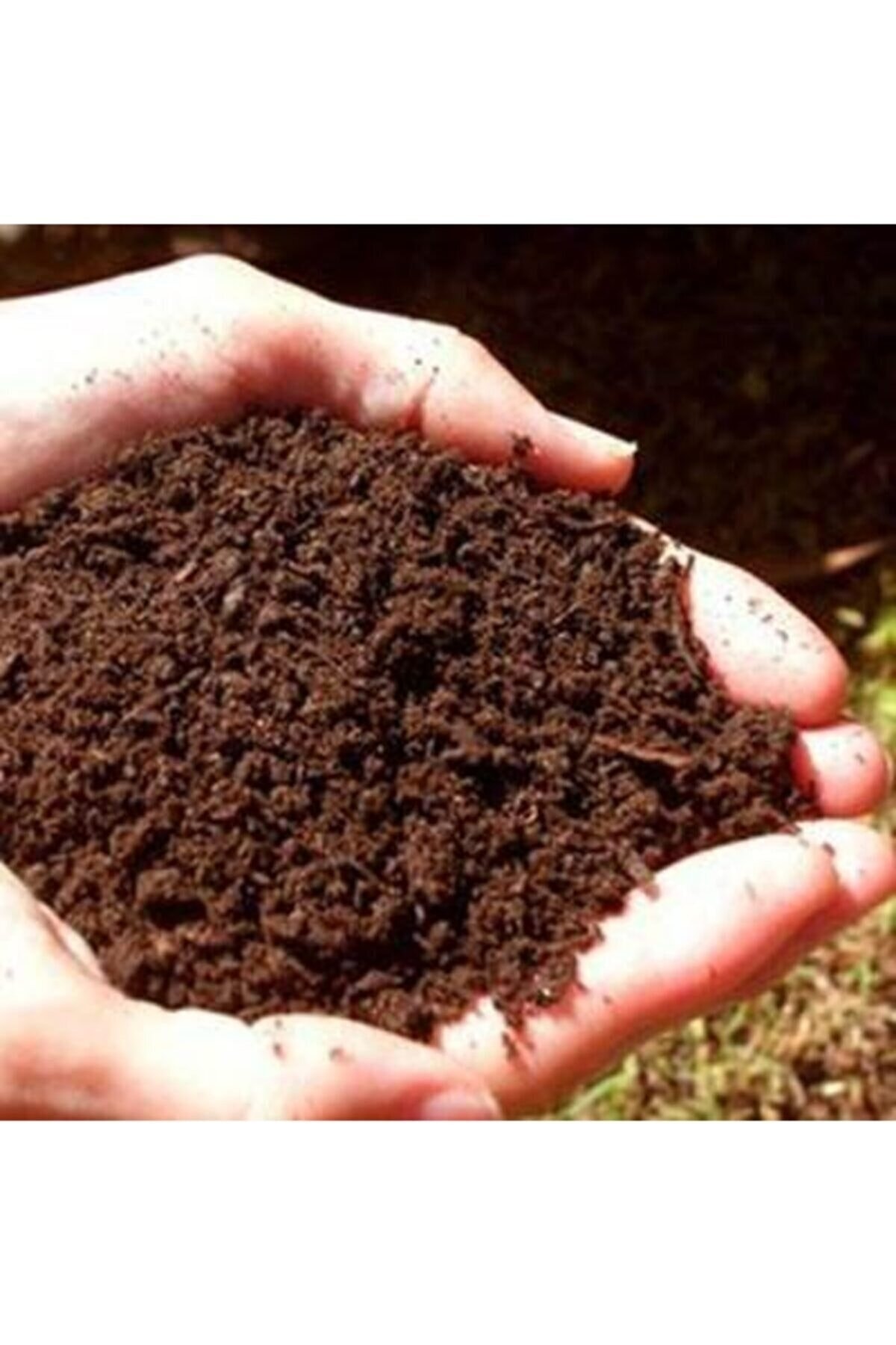 Tohum Dünyam Bodur Bonsai Kiraz Ağacı Tohumu Ekim Seti 5 Tohum +saksı ...