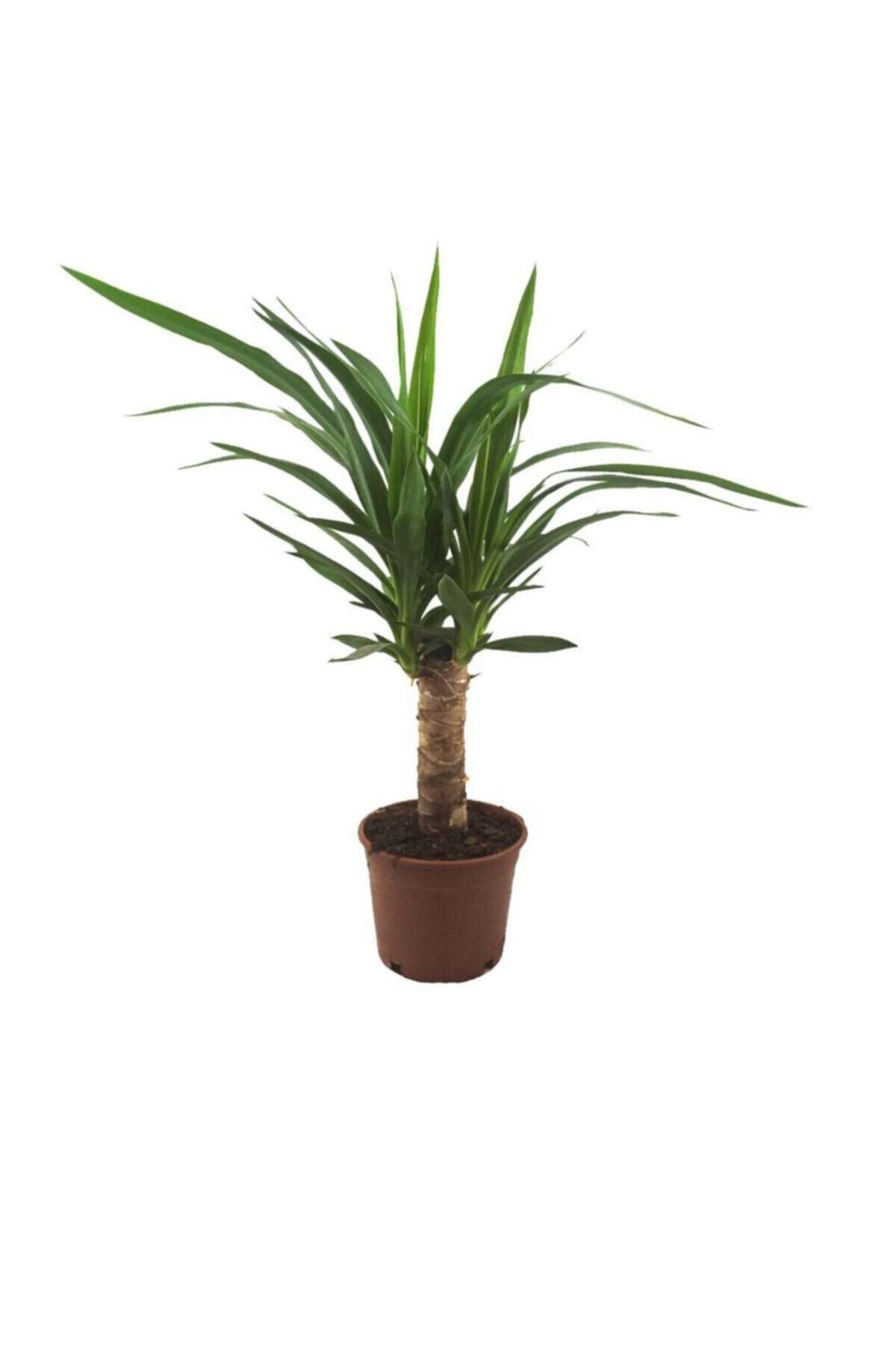Palmiye Yucca - Yukka (14 Cm Saksıda) - Fiyatı, Yorumları