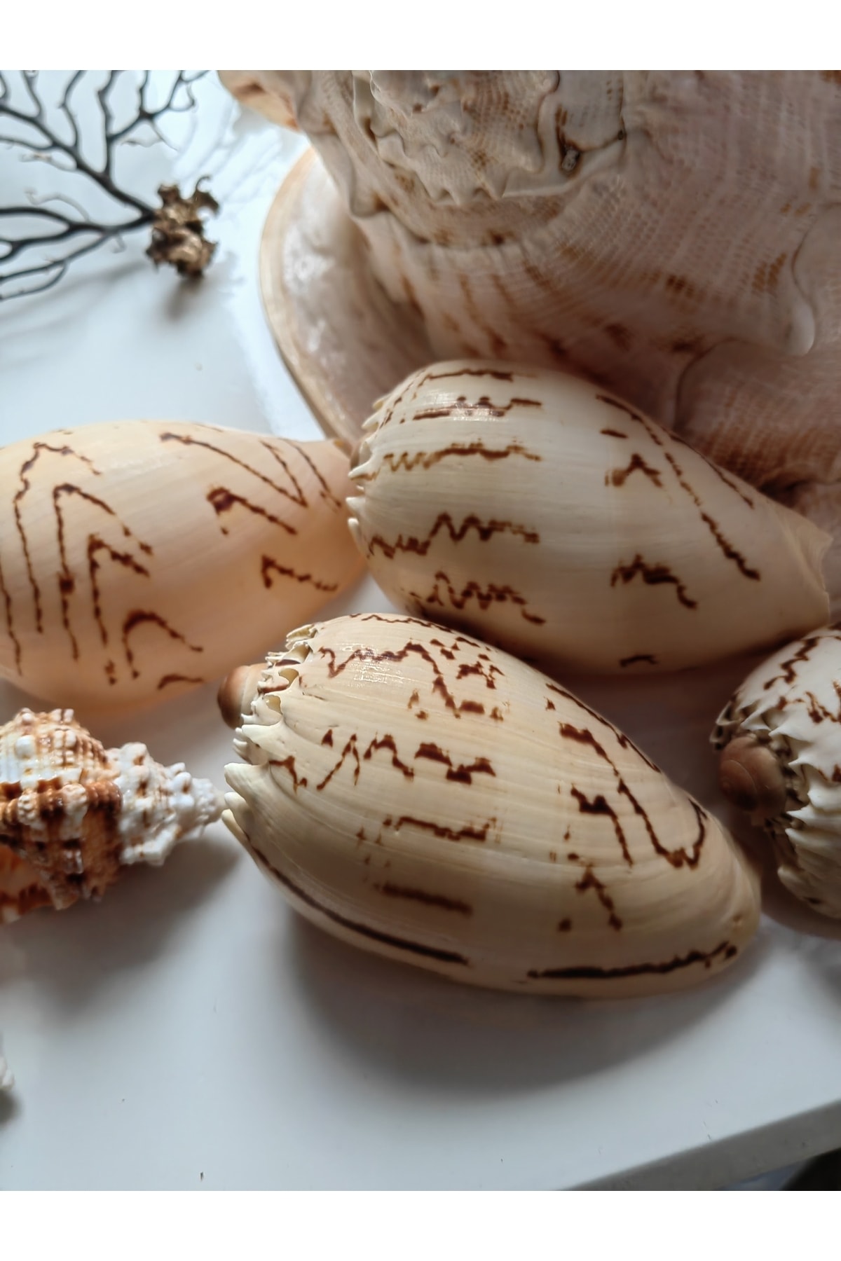 Seashell Rio Deniz Kabuğu ; Melo Melo / 9 - 11 Cm / 1 Adet Fiyatı ...