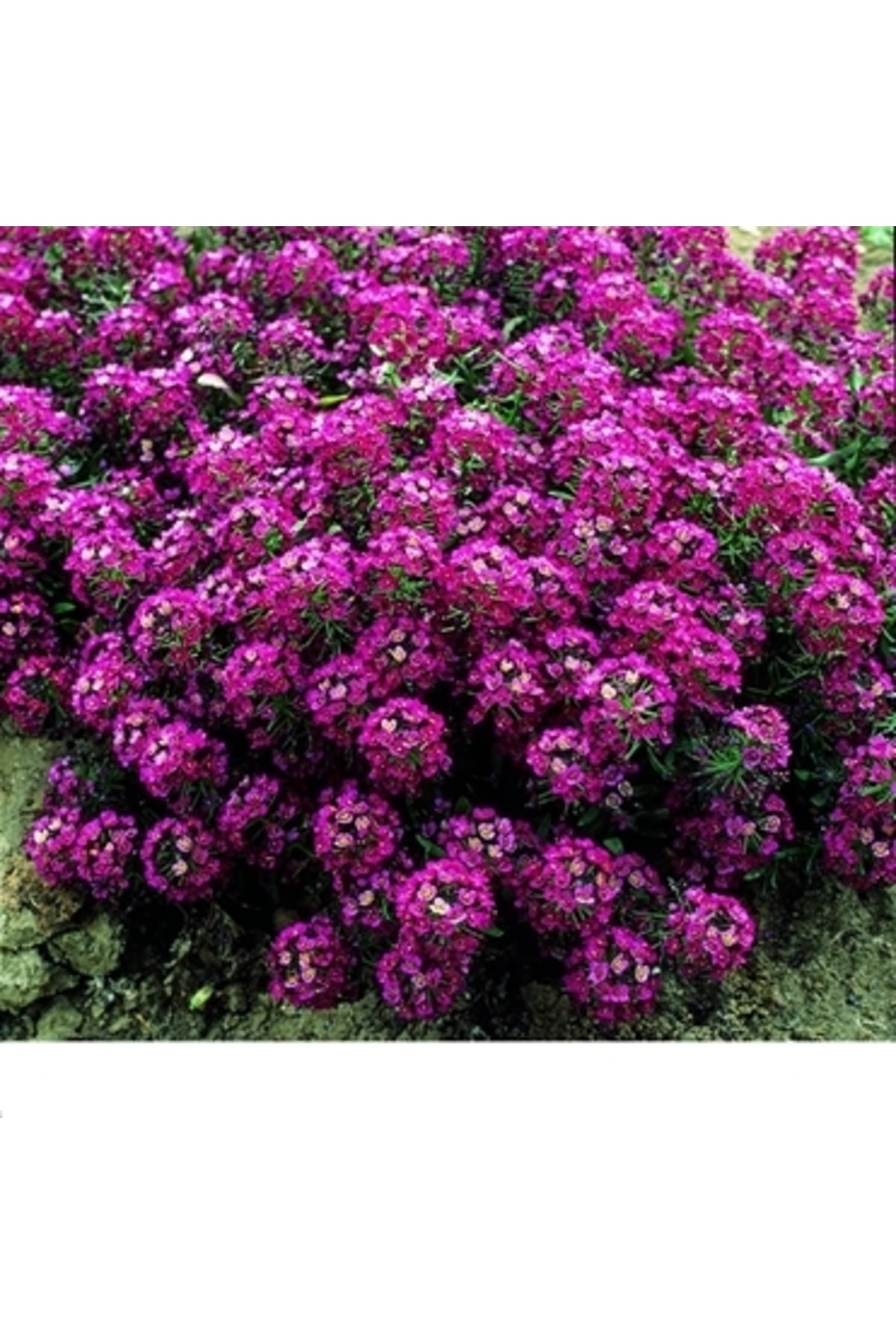 Tohum Dünyası 500 Adet Alyssum Pembe Çiçekli Bitki Tohumu- Kokulu ...