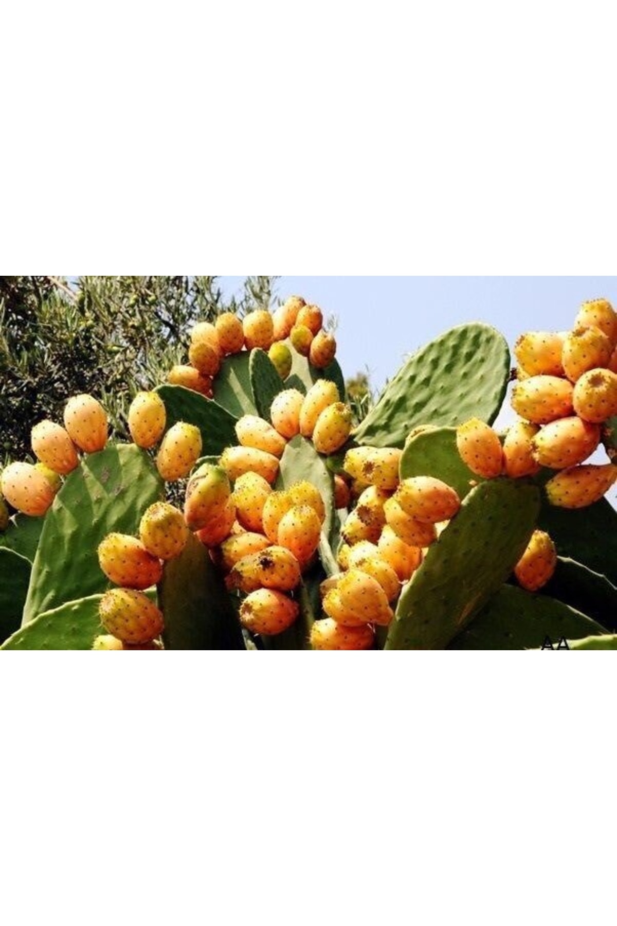 Alanya Fidan Frenk Inciri Çelik Fidanı 2 Âdet (hint Inciri, Mart Inciri ...