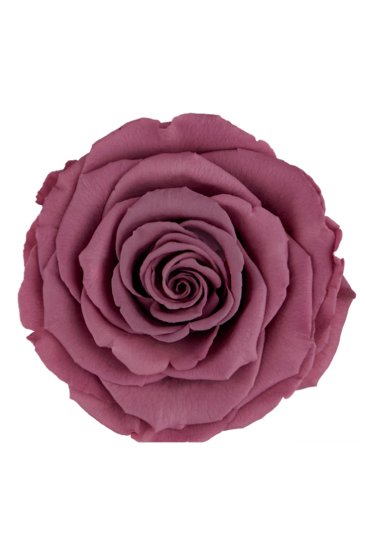Rose Amor Vio-02 Menekşe Rengi Şoklanmış Solmaz Gül Xl - Fiyatı, Yorumları