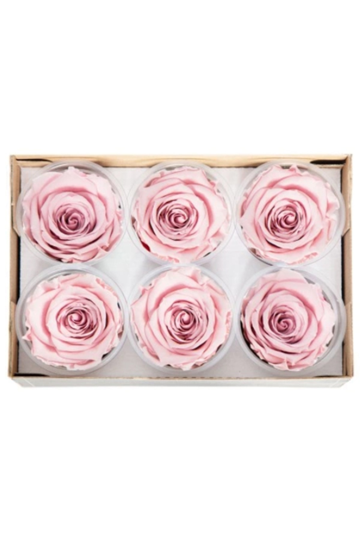 Rose Amor Pink - 04 Pembe Şoklanmış Solmaz Gül Xl 1 Kutu (6 Adet Gül ...