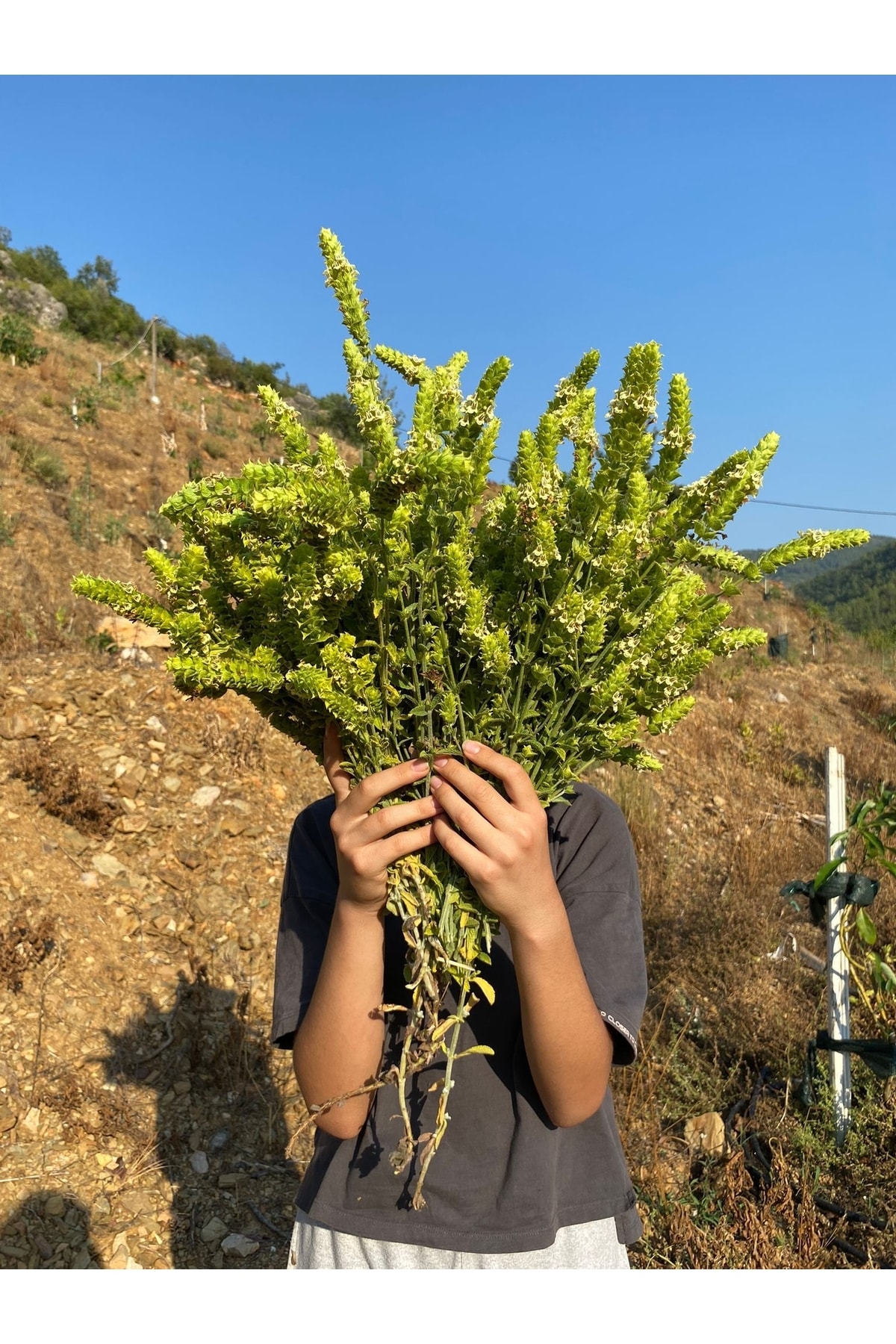Alanya Özlem Çay Yeşil Ada Çayı Tazecik Bir Bağ Fiyatı, Yorumları ...