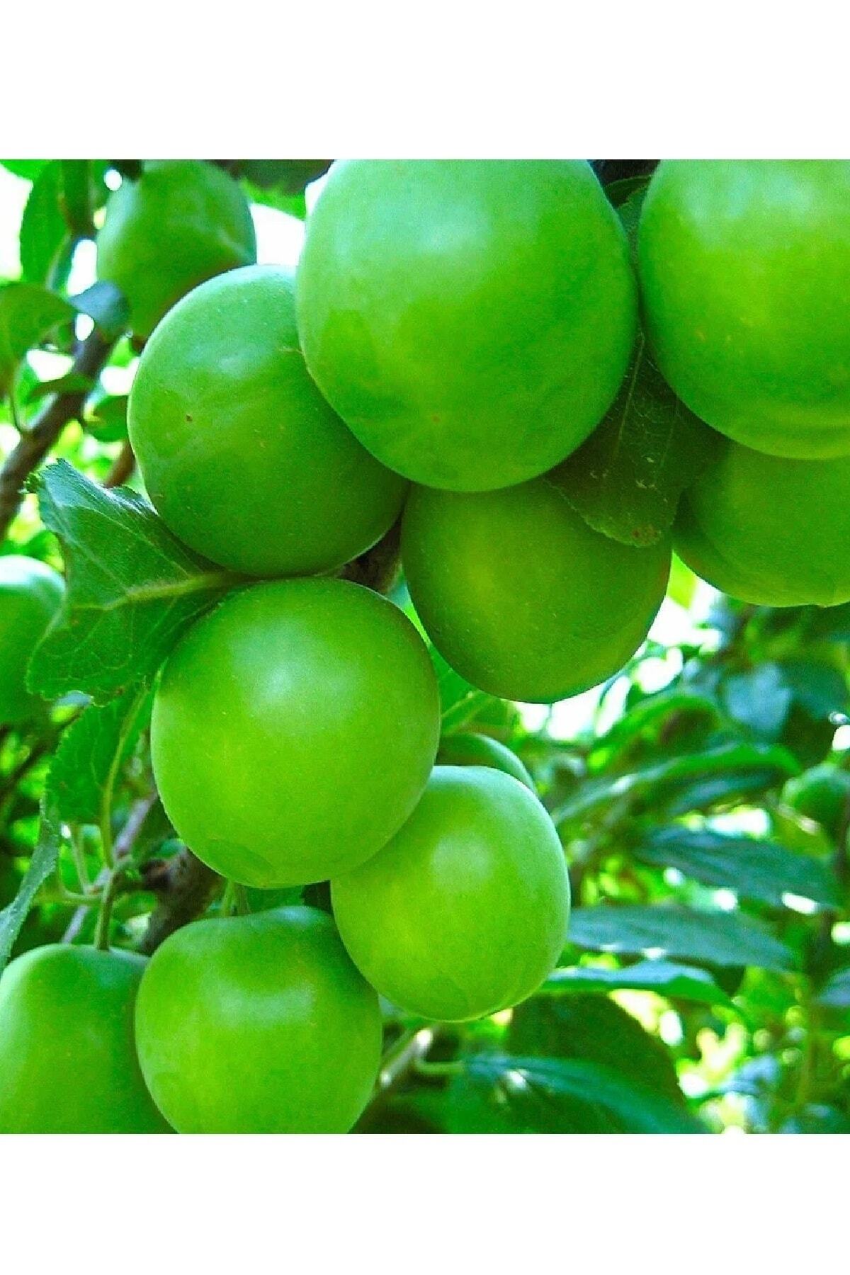 ÇERMİK FİDANCILIK Bodur Yeşil Can Erik Fidanı 3 Yaş Fiyatı, Yorumları ...